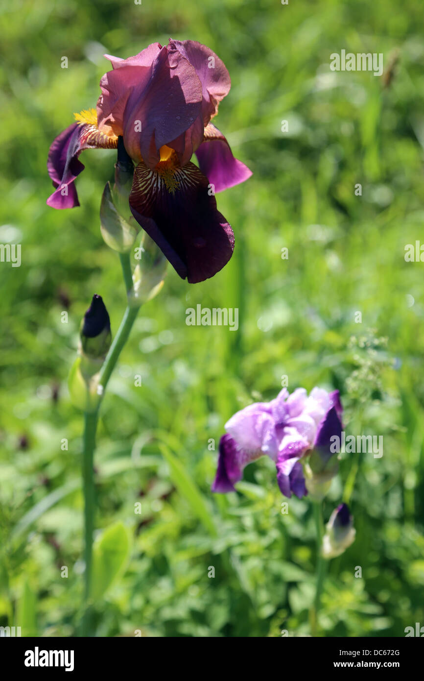 Violet colored iris with buds Stock Photo - Alamy