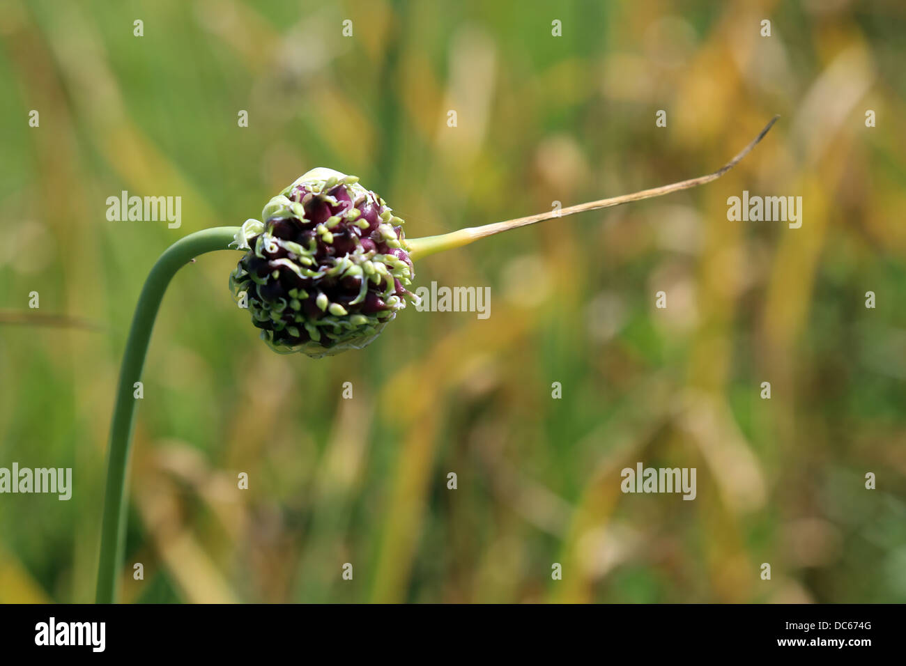 Bulbils hi-res stock photography and images - Alamy