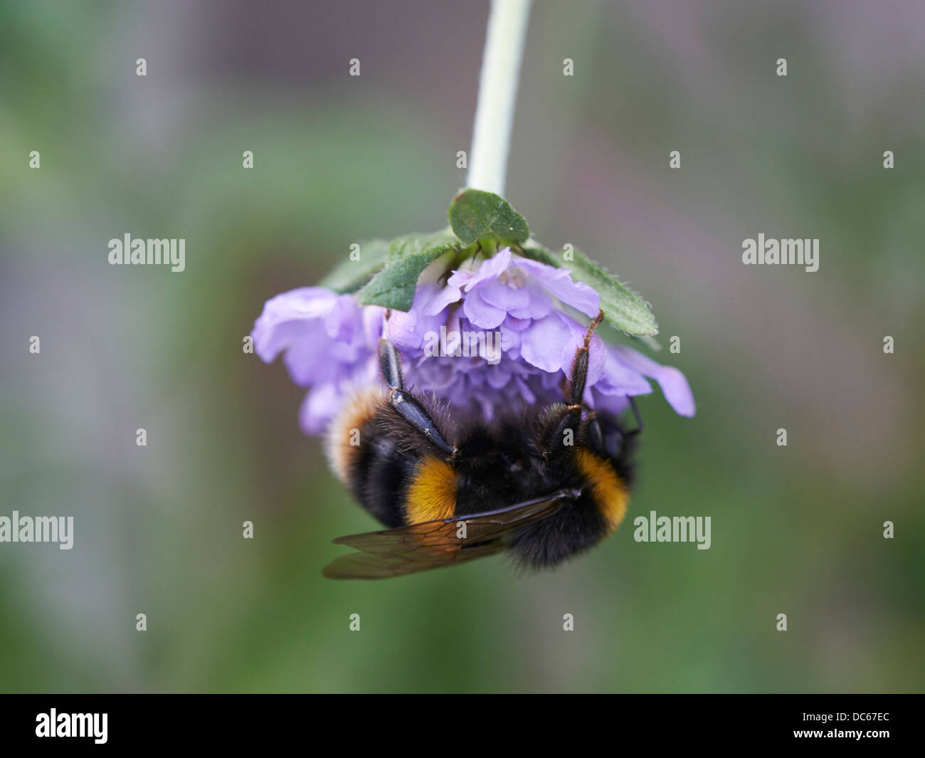 Buff-tailed Bumblebee on Scabious flowering plant Stock Photo - Alamy