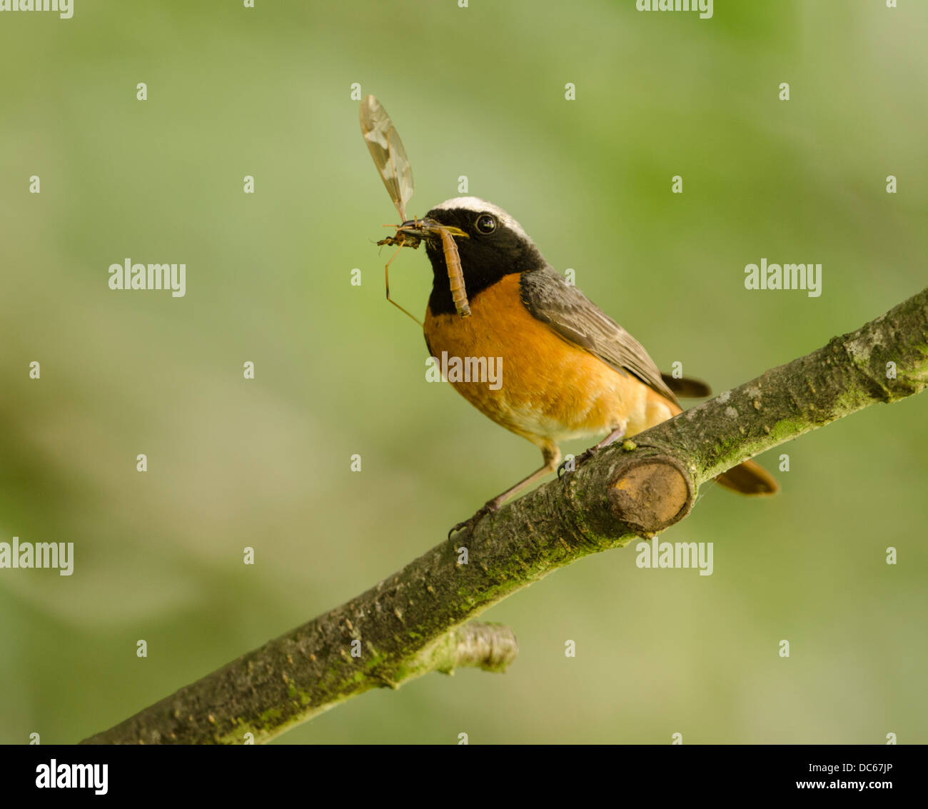 Male redstart nest hi-res stock photography and images - Alamy
