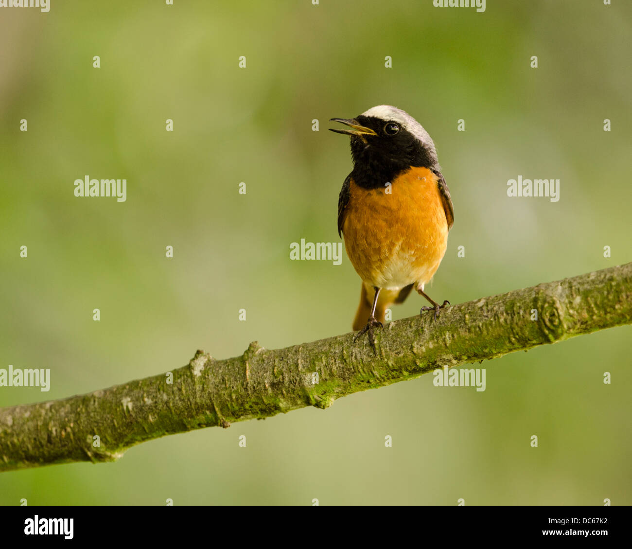 Male redstart hi-res stock photography and images - Alamy