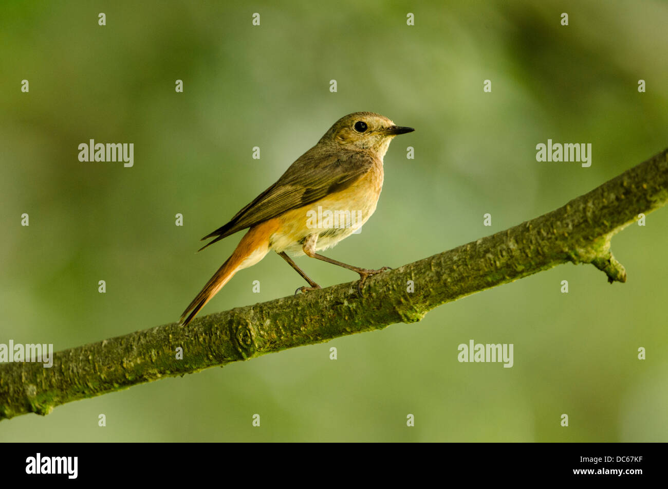 Female Redstart High Resolution Stock Photography and Images - Alamy
