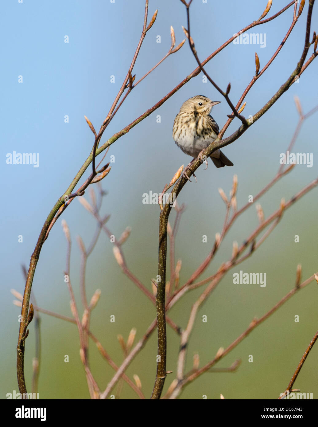 Tree pipit hi-res stock photography and images - Alamy
