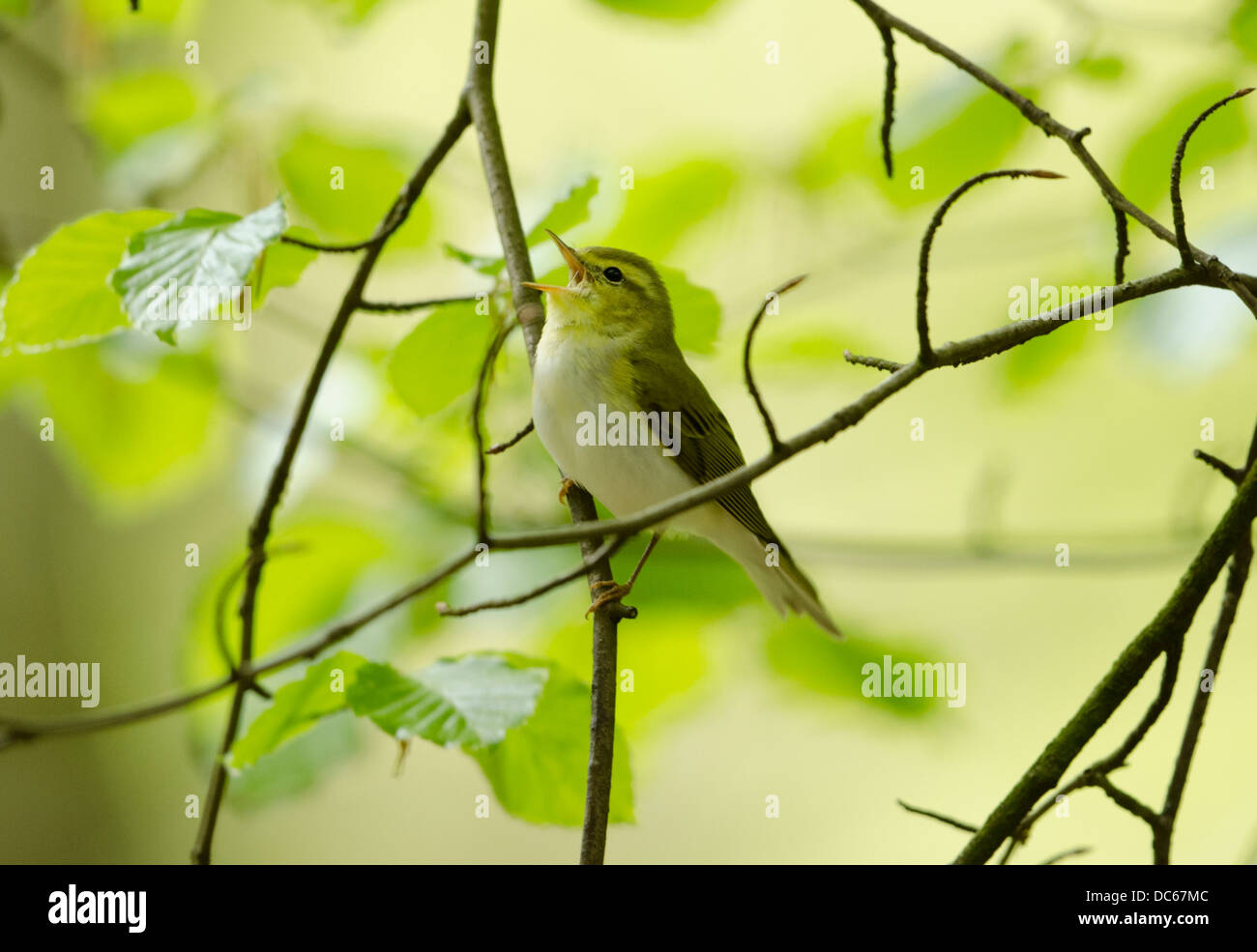 Male Wood Warbler Singing Stock Photo - Alamy