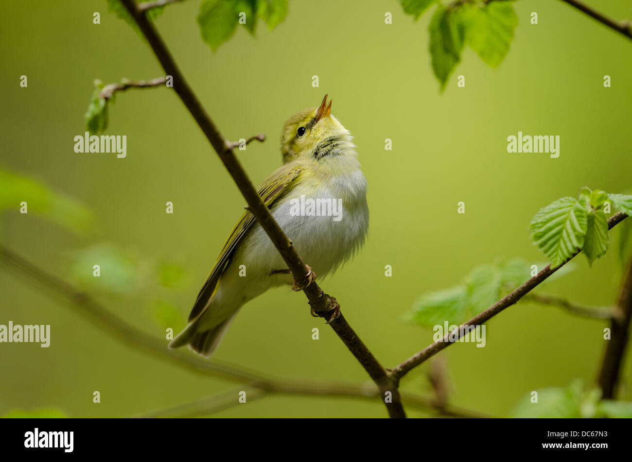 Male Wood Warbler Singing Stock Photo - Alamy