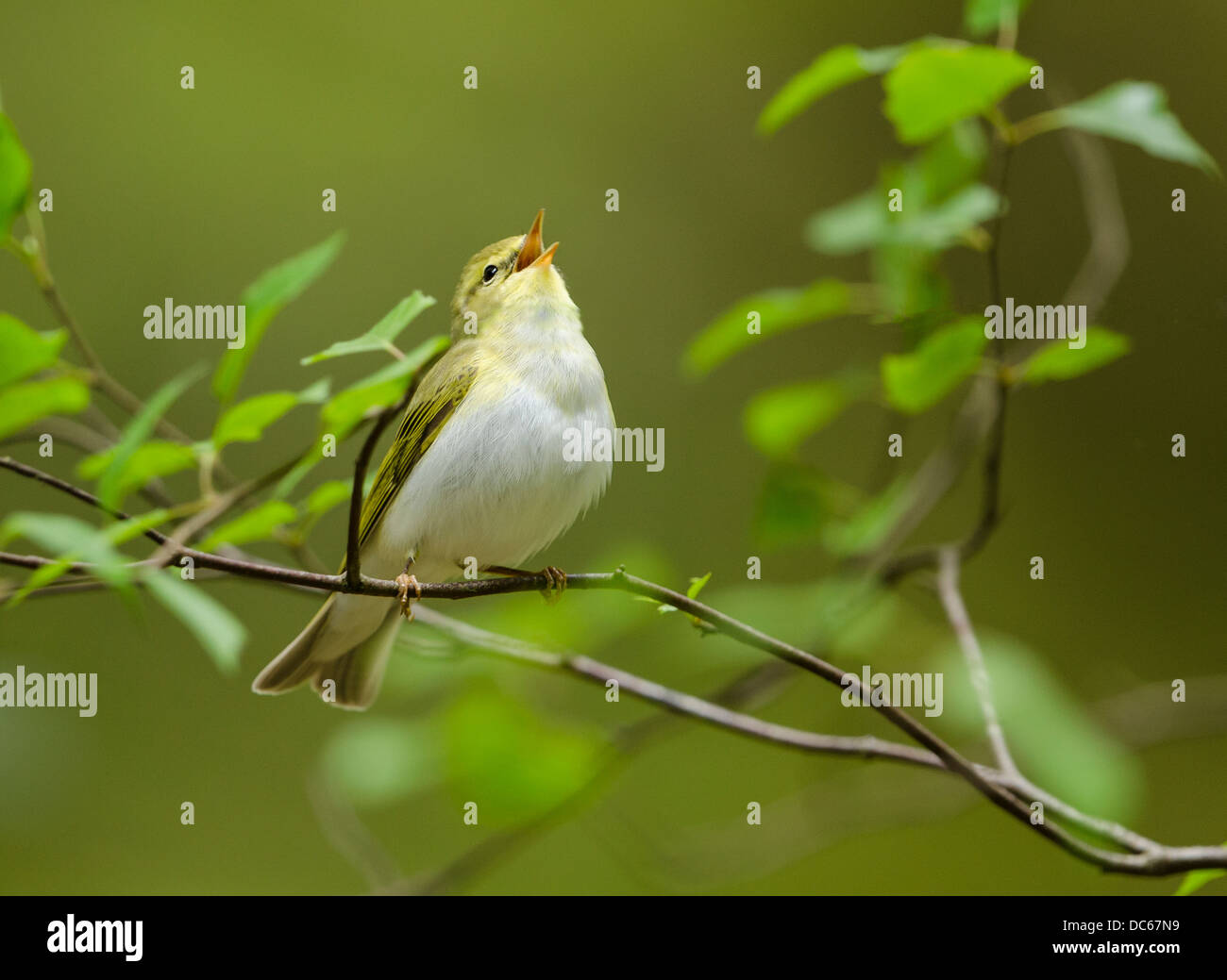 Male Wood Warbler singing in tree Stock Photo - Alamy