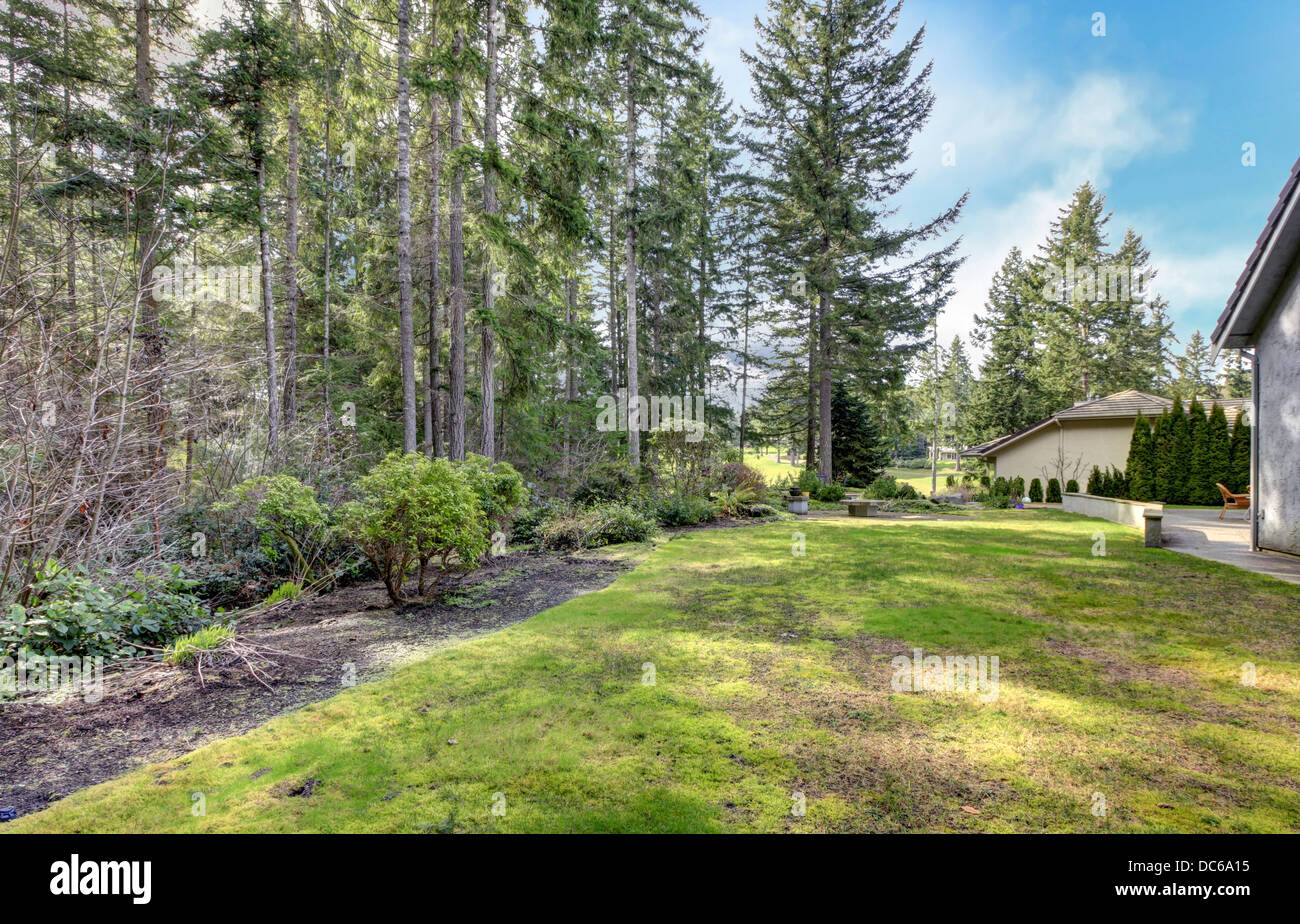 Backyard with pine trees and side of the house Stock Photo - Alamy