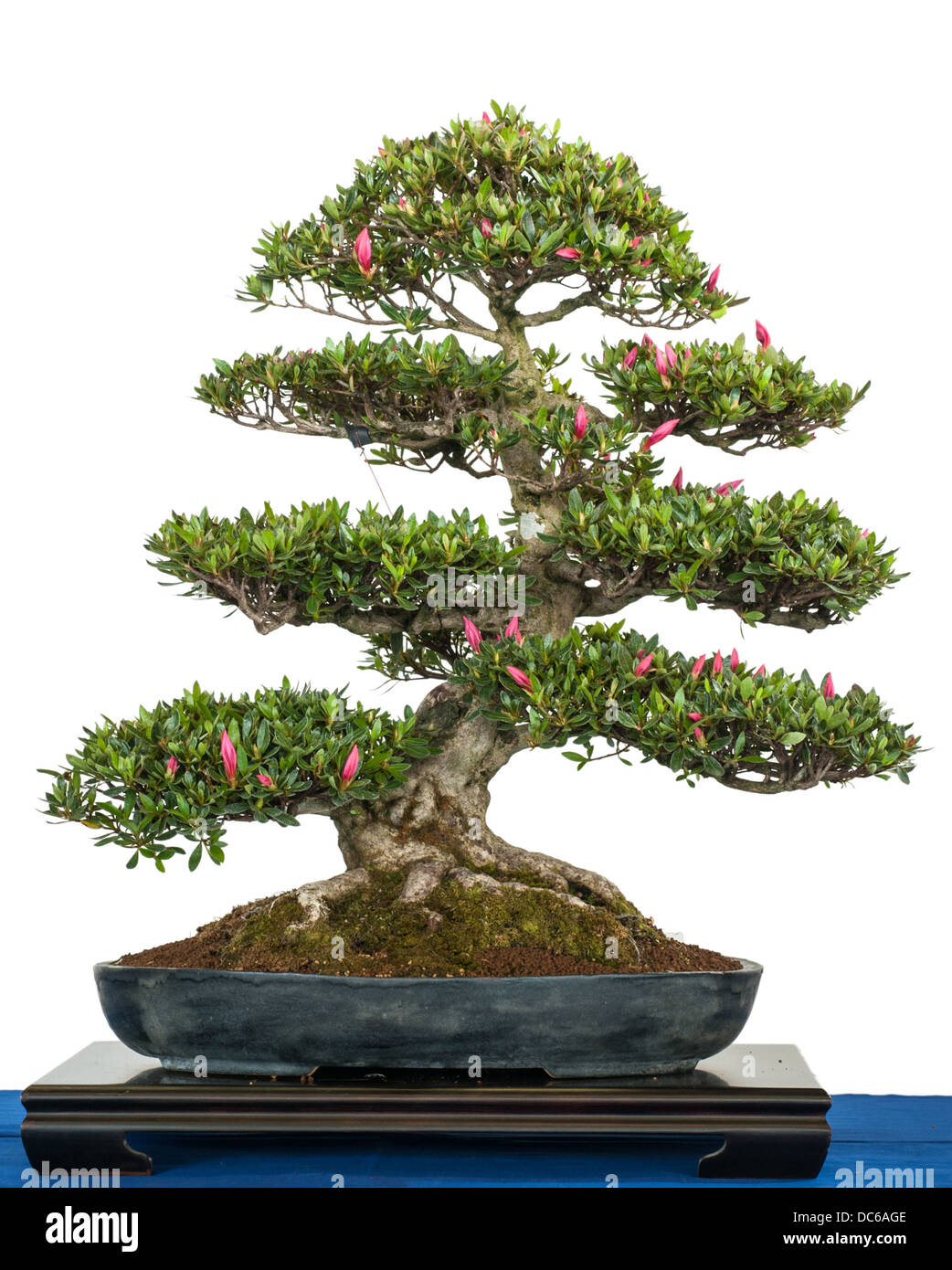 White isolated rhododendron indicum as blooming bonsai tree Stock Photo ...