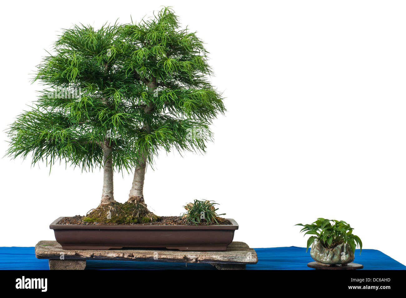 Golden larch as bonsai tree is white isolated Stock Photo - Alamy