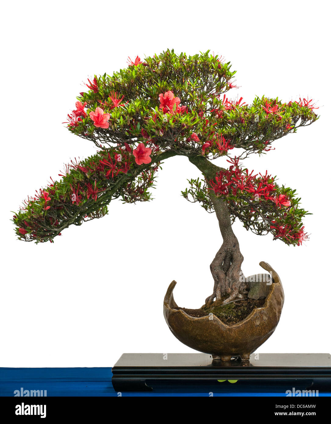 Red flower of a azalea bonsai tree is white isolated Stock Photo - Alamy