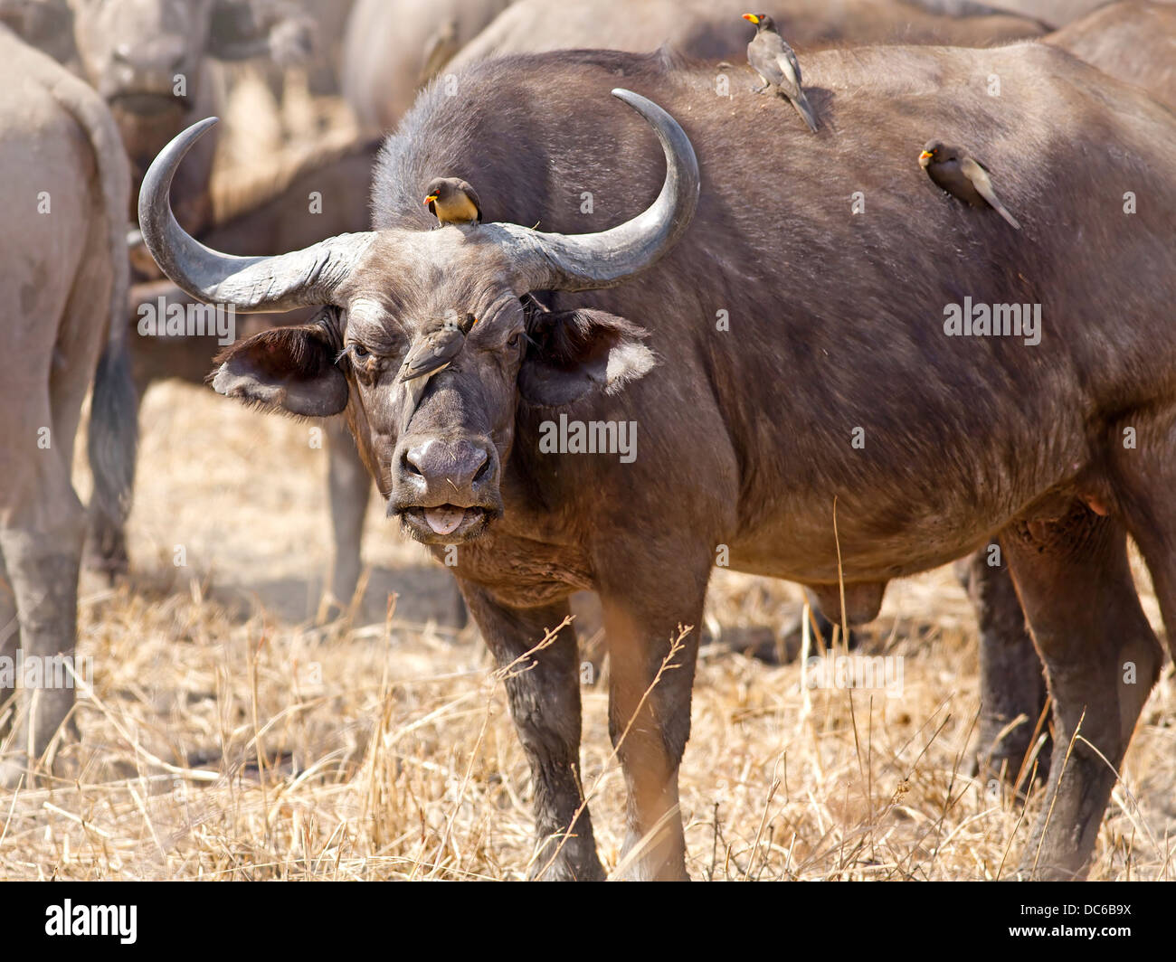 Buffalo and bird hi-res stock photography and images - Alamy