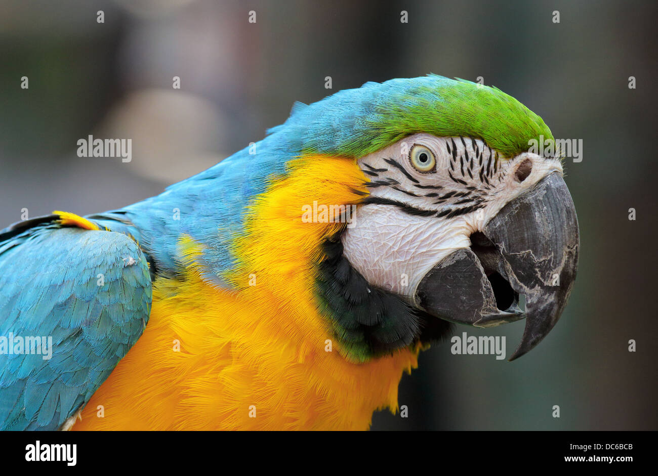 Eye color bird hi-res stock photography and images - Alamy