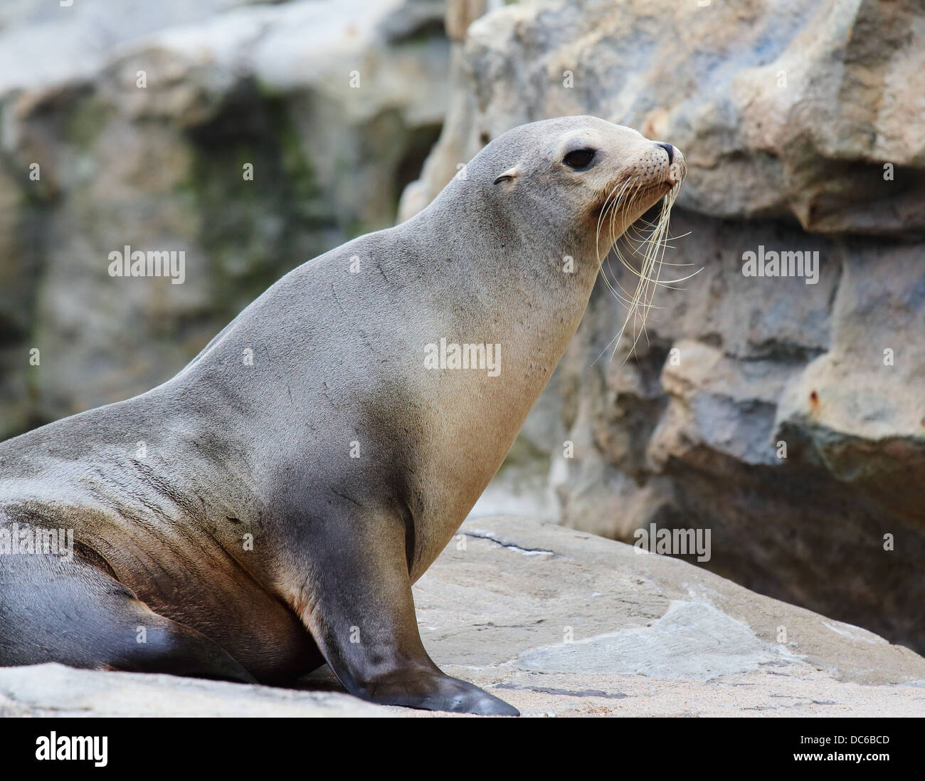 Seal on rock Stock Photo - Alamy
