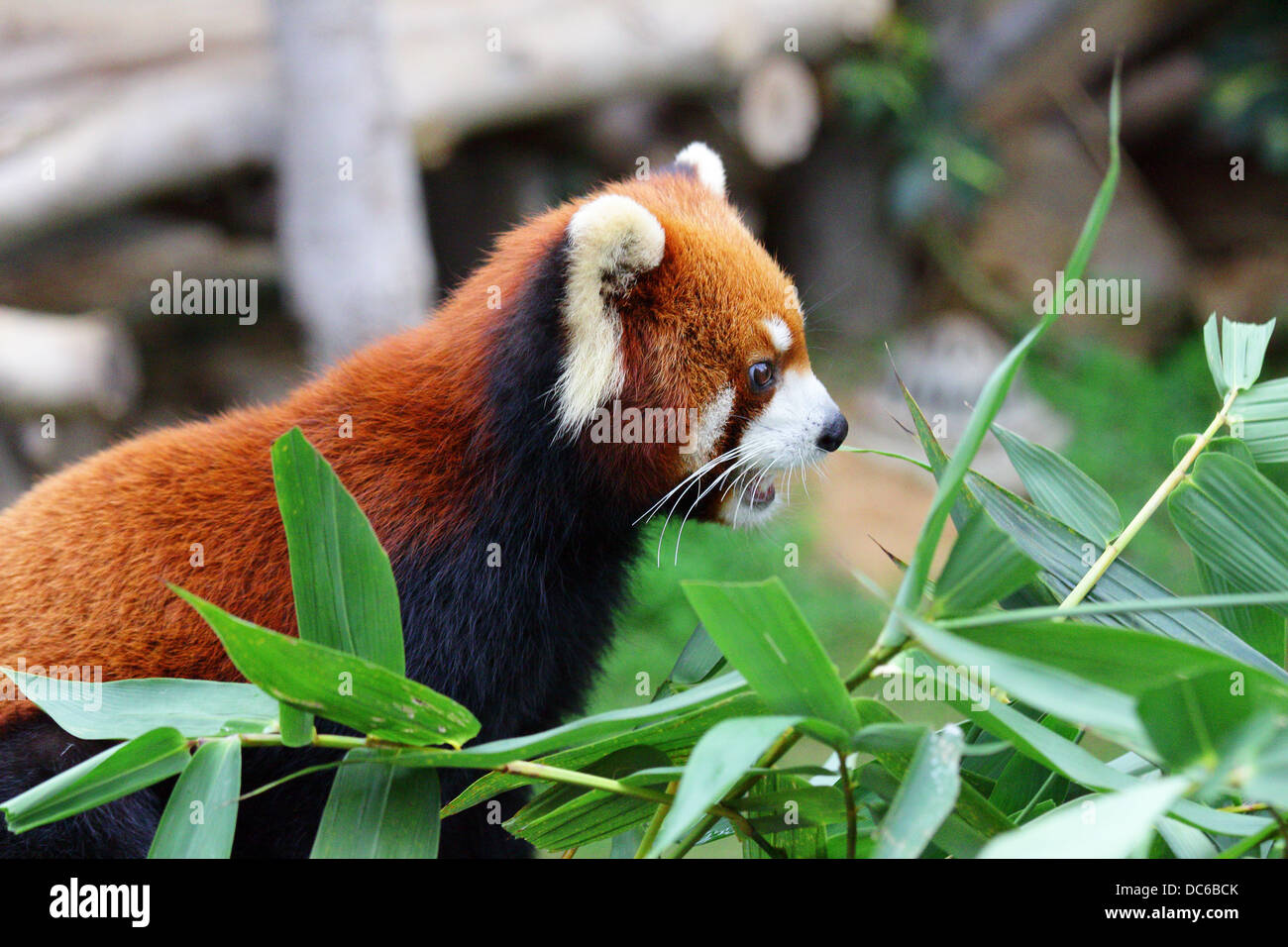 Myanmar bhutan hi-res stock photography and images - Alamy