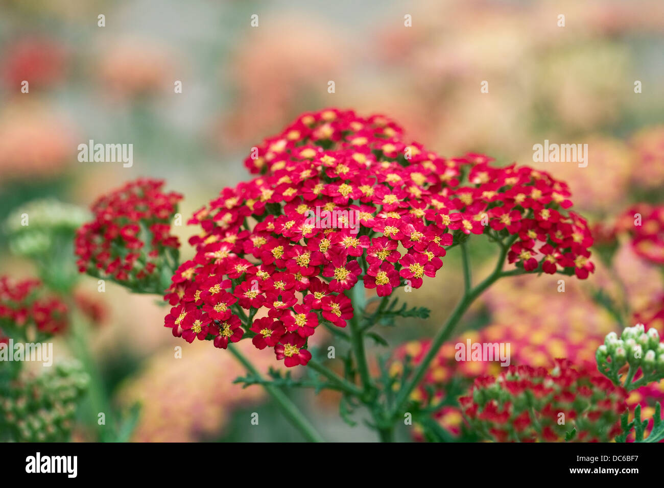 Achillea millefolium red velvet yarrow hi-res stock photography and ...