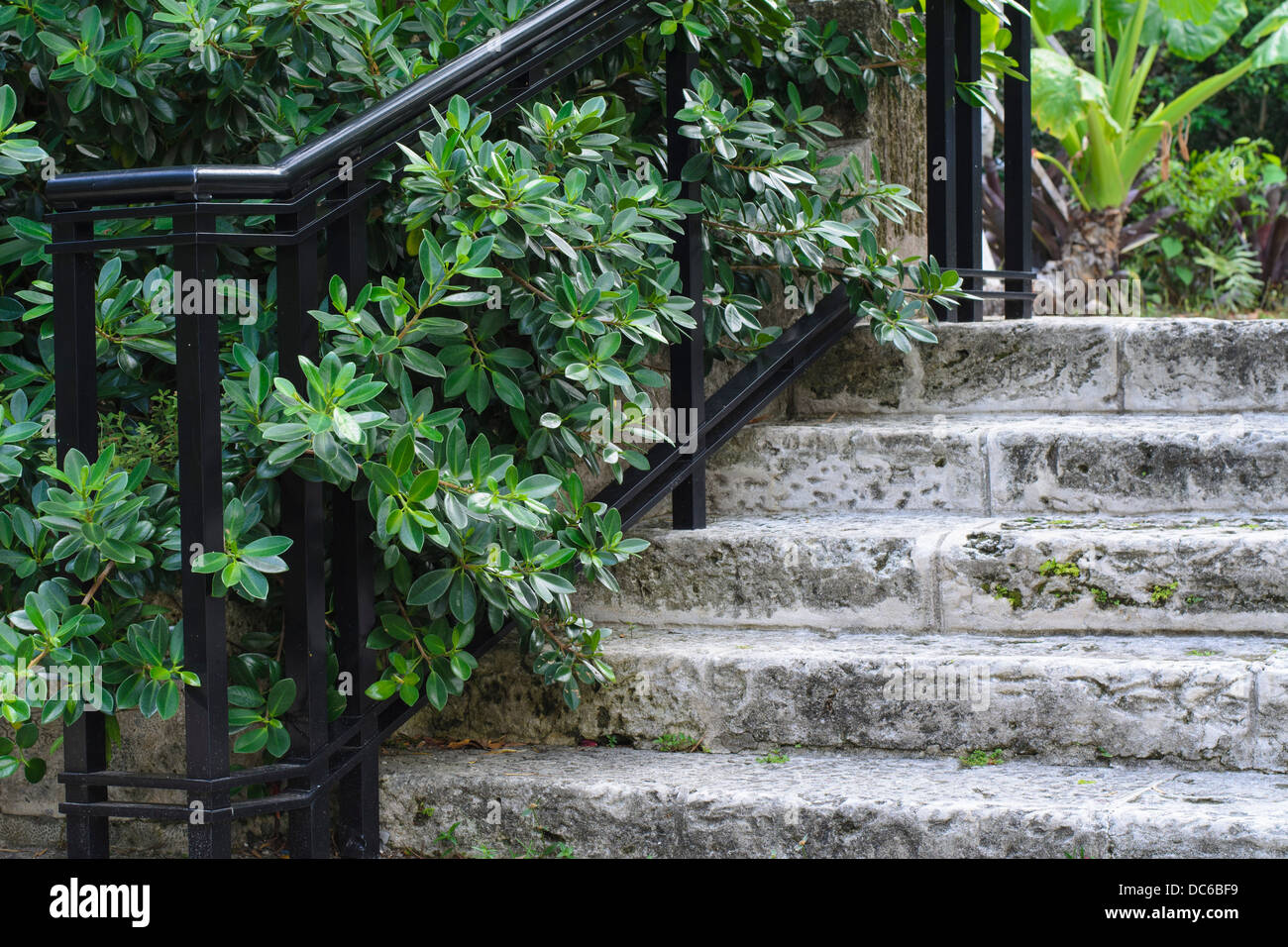 stairs made of coral Stock Photo - Alamy