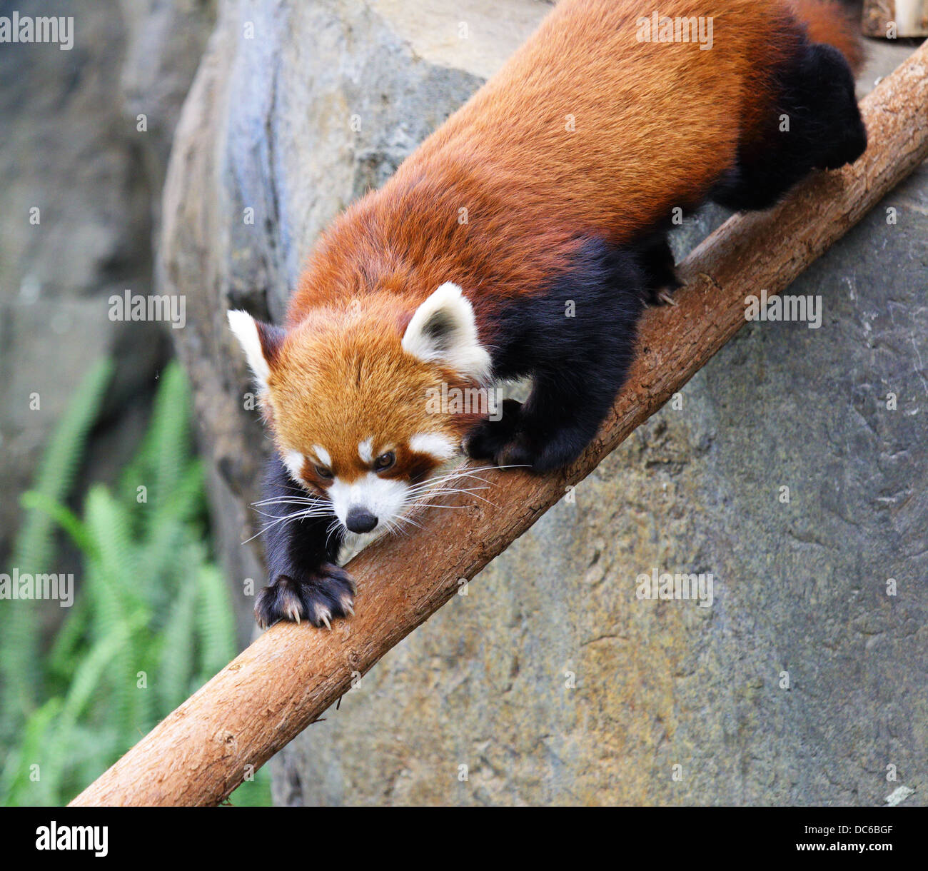 Vienna zoo panda hi-res stock photography and images - Alamy