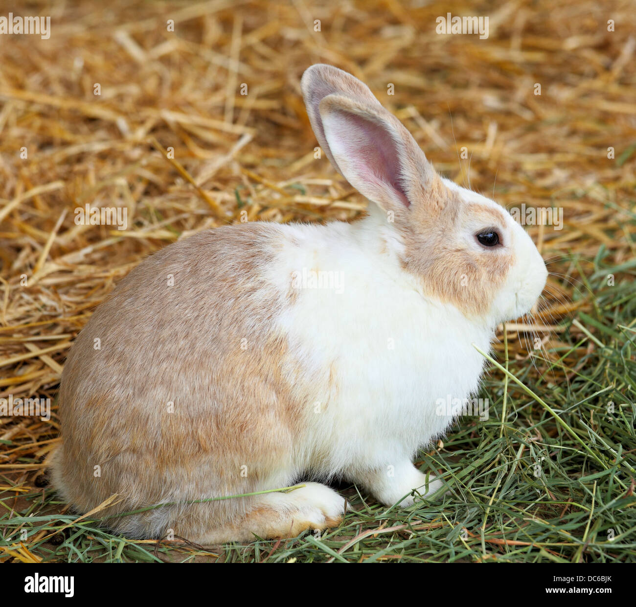 rabbit in farm Stock Photo - Alamy