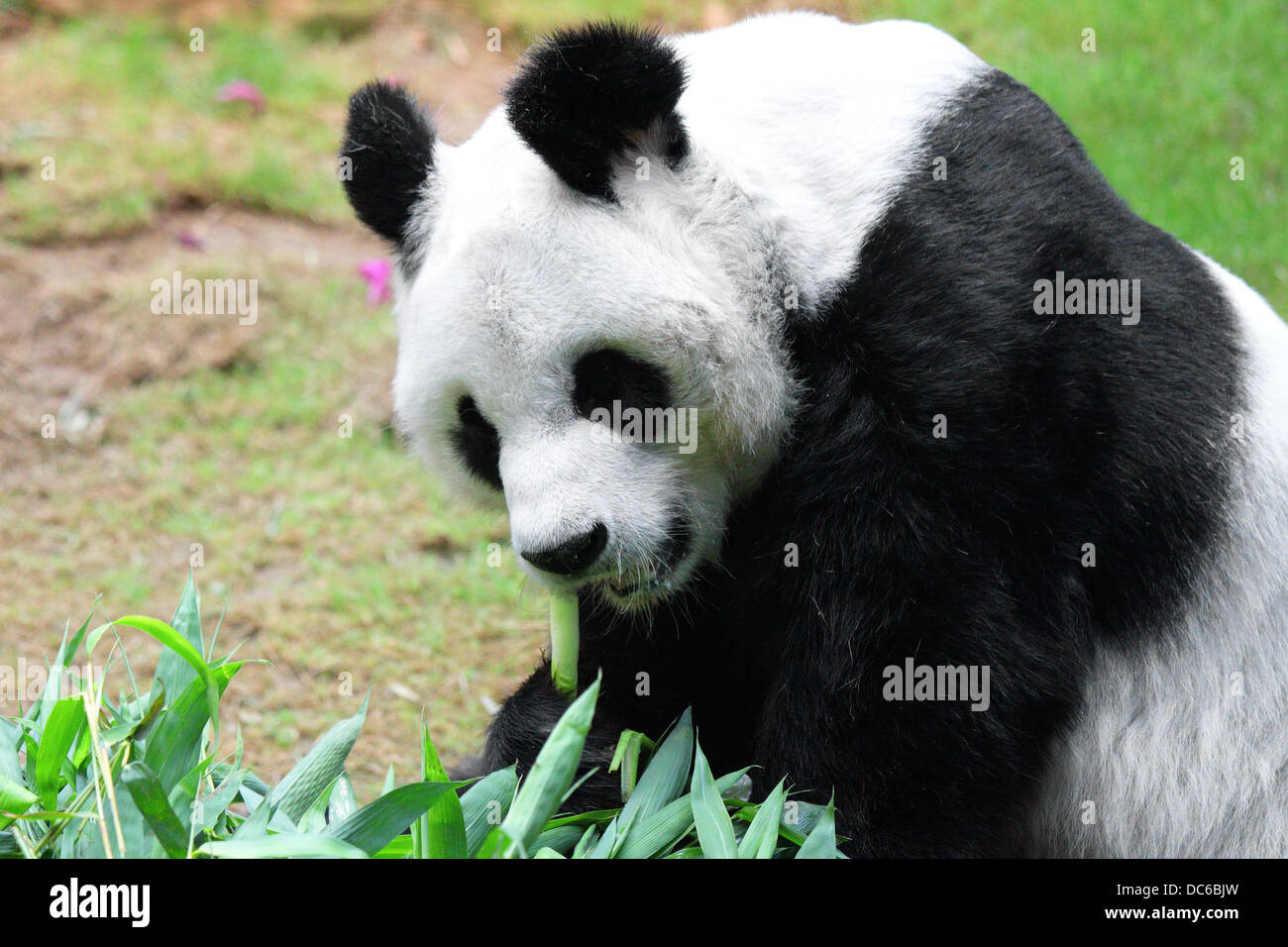 giant panda eating bamboo Stock Photo - Alamy