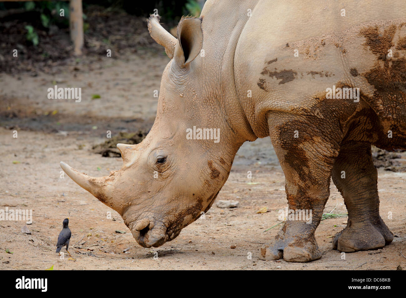 rhino and small bird Stock Photo - Alamy