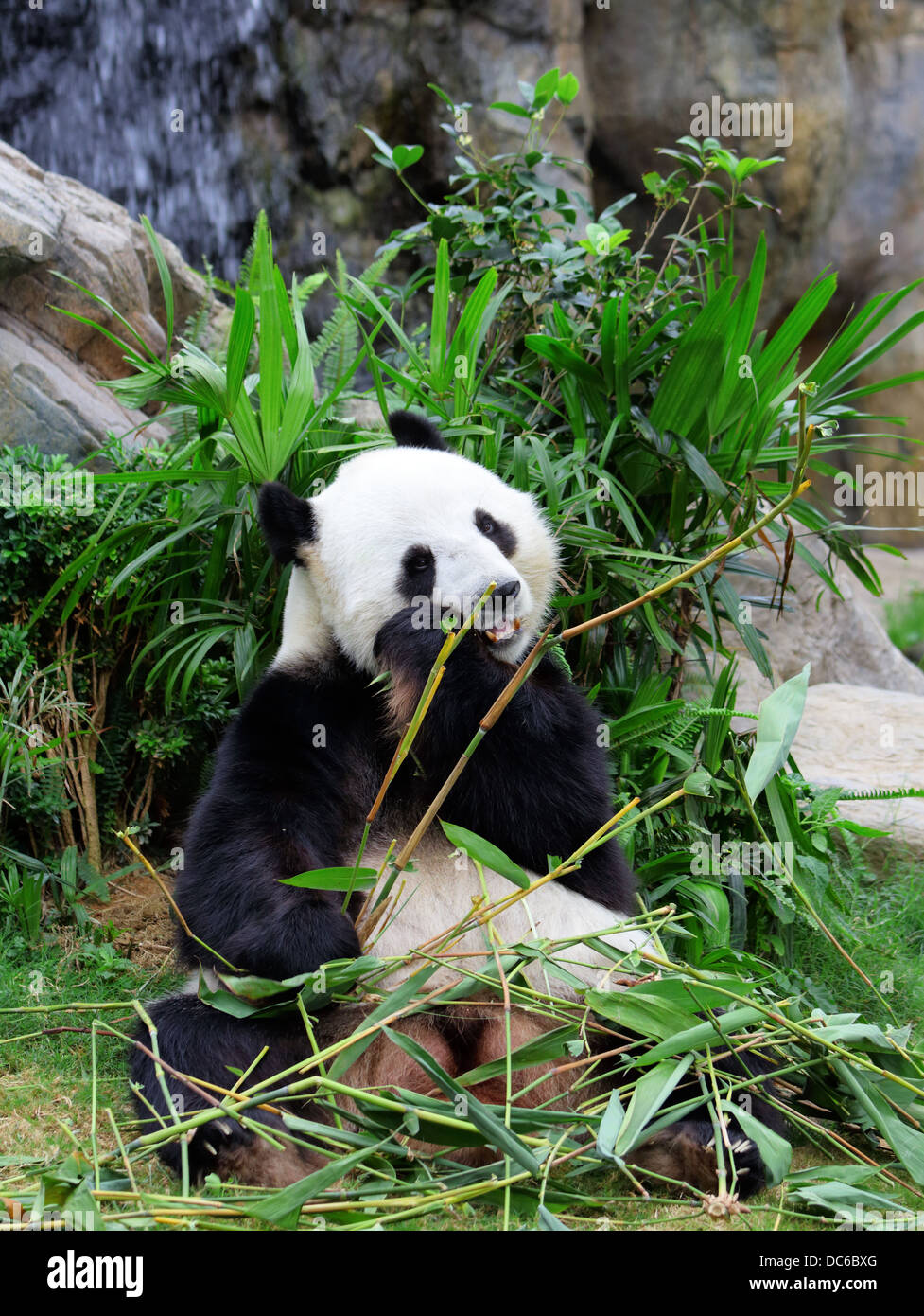 Giant panda eating bamboo Stock Photo - Alamy
