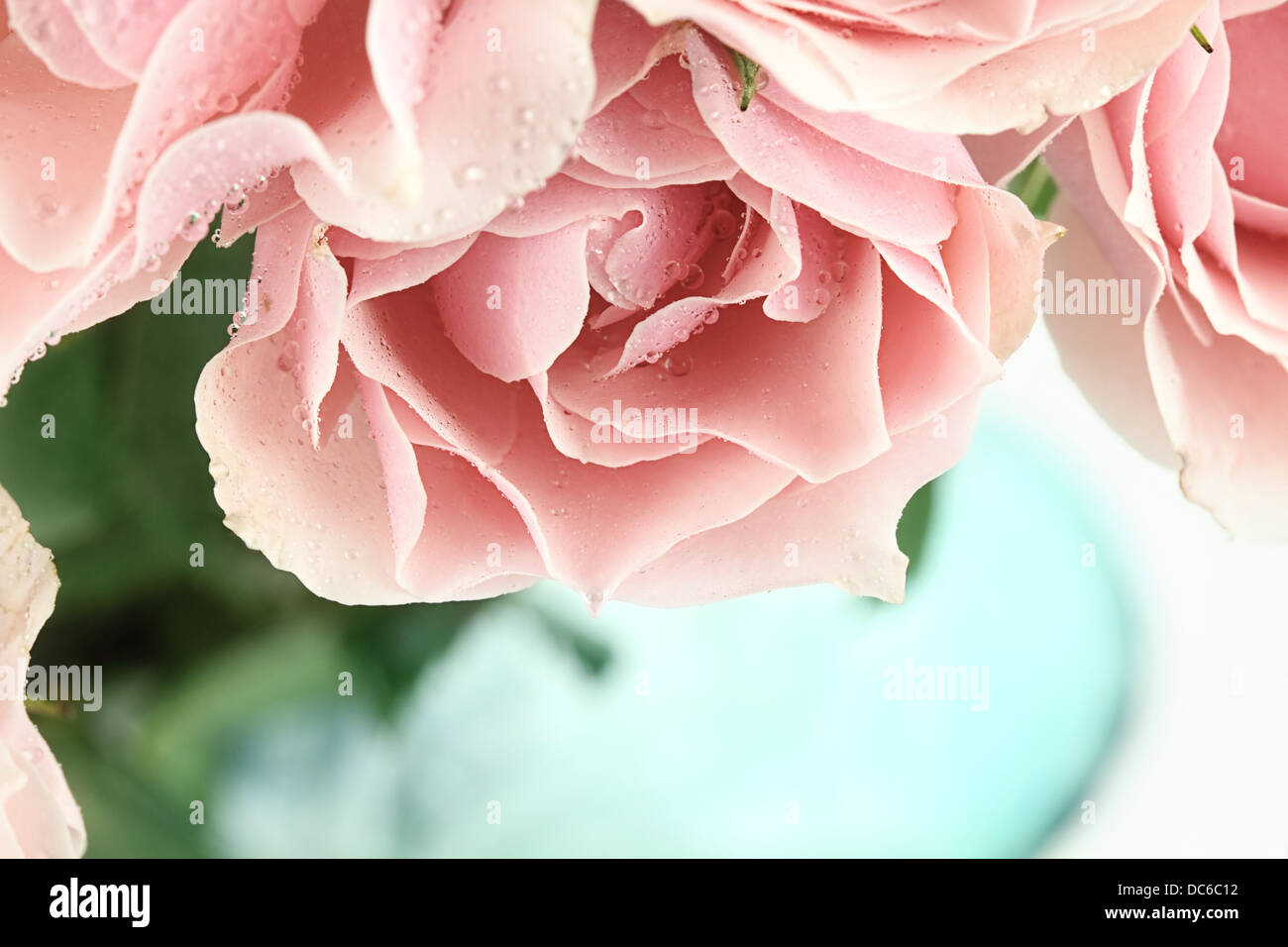 Pink Tea Roses Stock Photo - Alamy