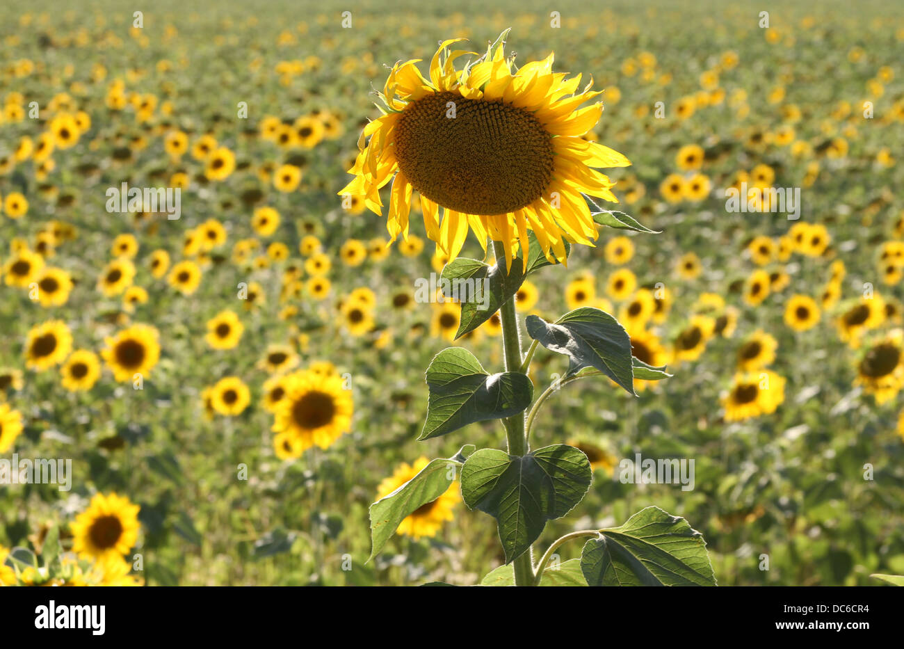 Sunflower stock image hi-res stock photography and images - Alamy