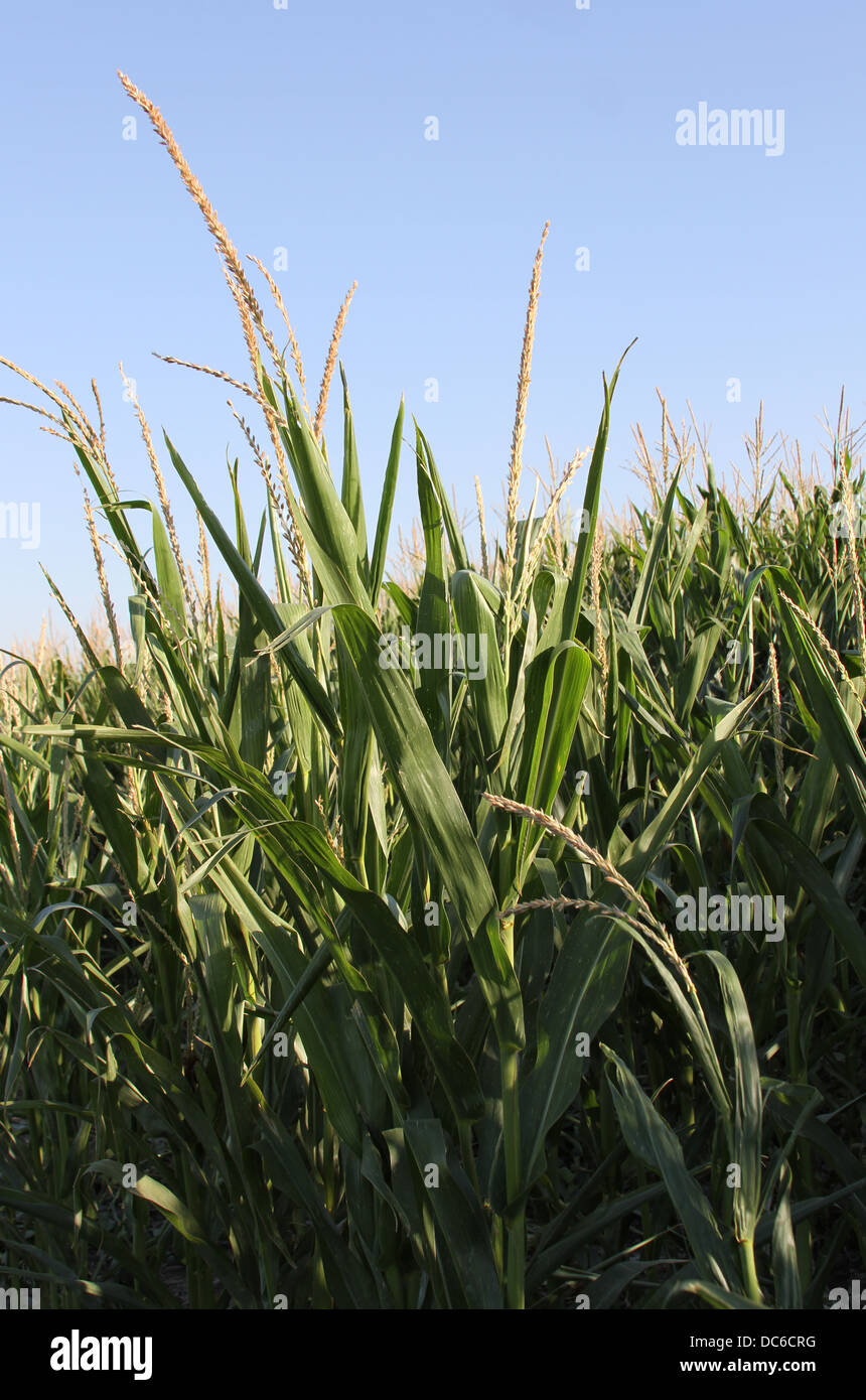 Corn Field with Blue Sky Stock Photo - Alamy