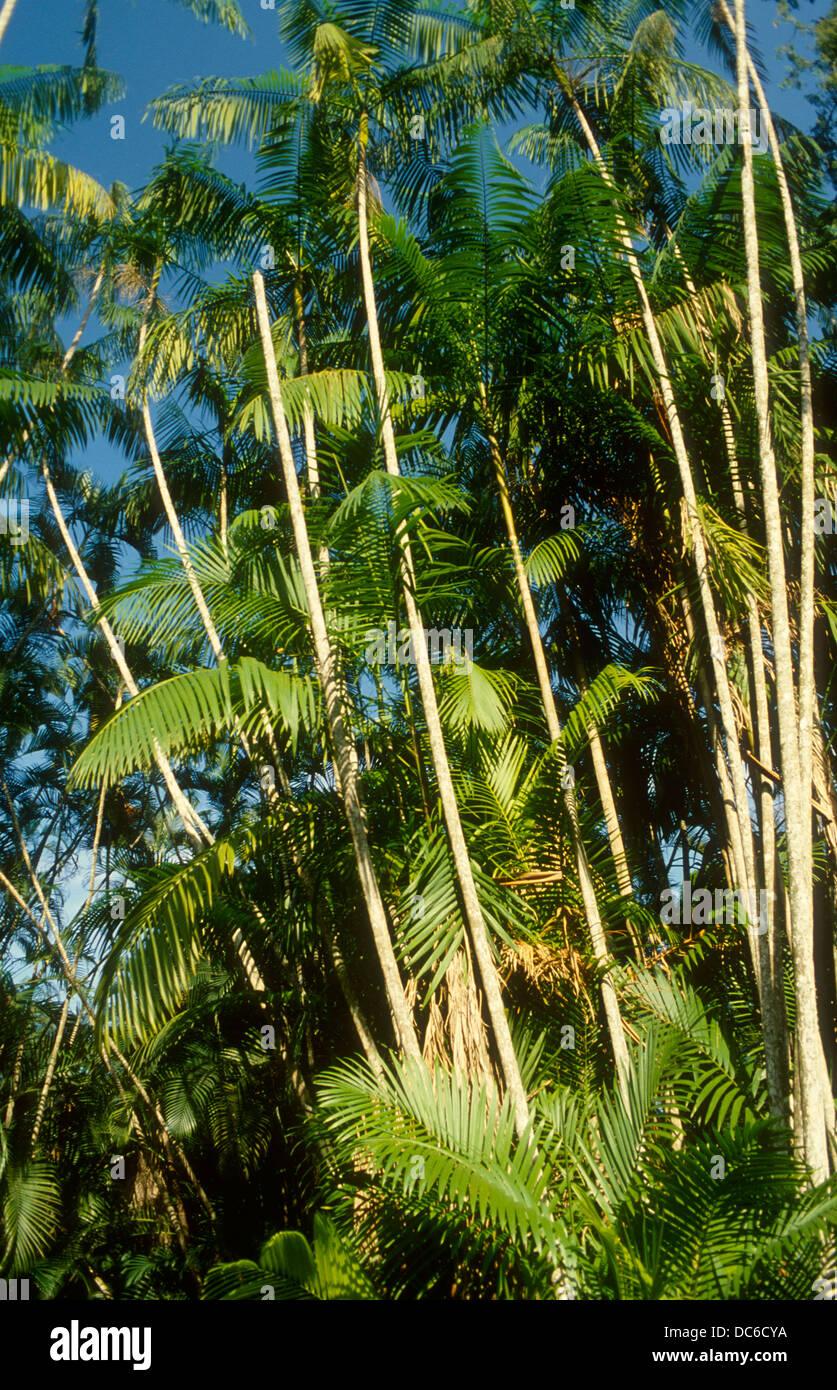 Açaizeiro, açaí trees, Amazon rain forest, Brazil Stock Photo - Alamy