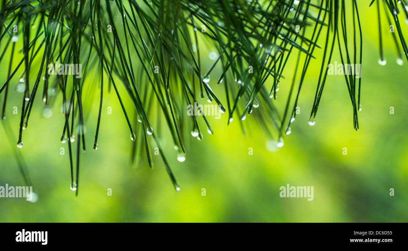 Drop the needle hi-res stock photography and images - Alamy