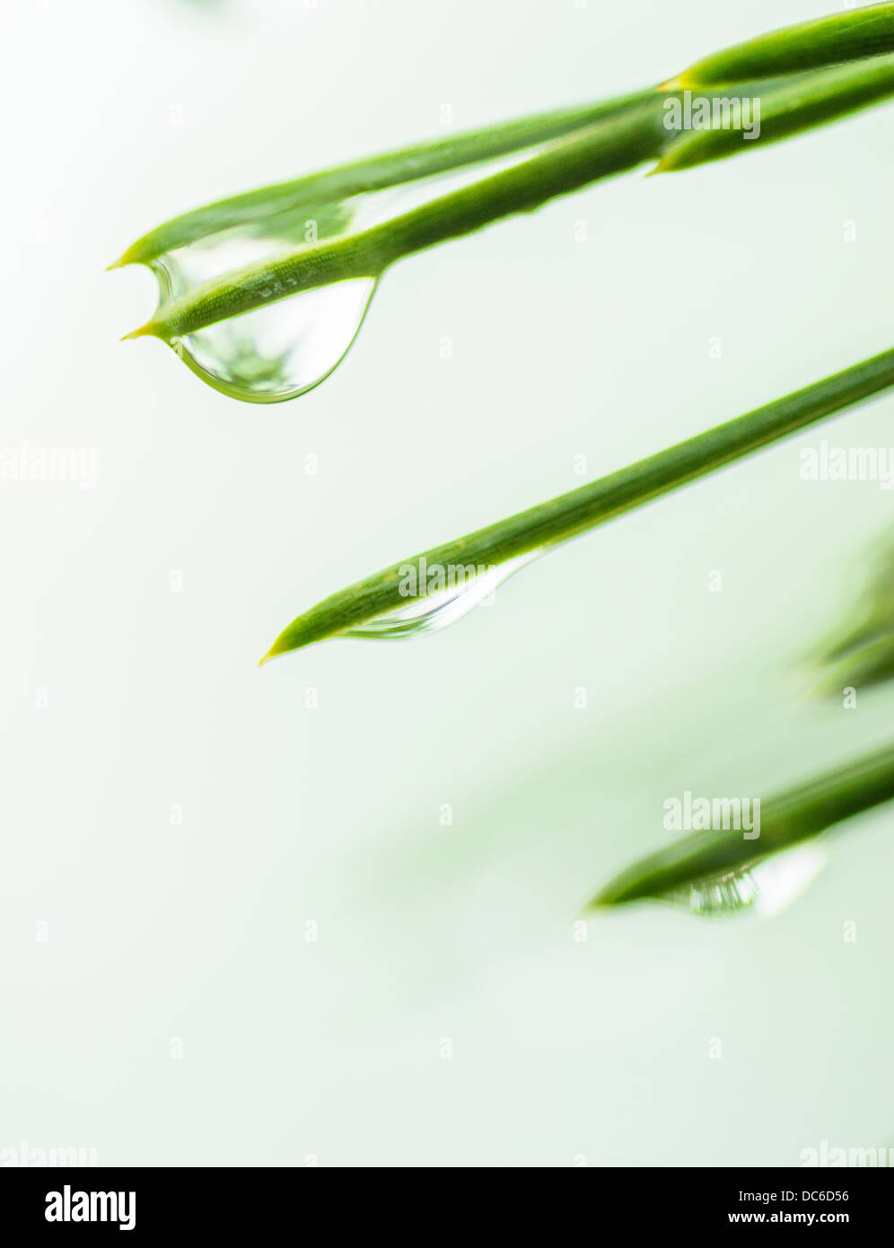 Water pine apple hi-res stock photography and images - Alamy