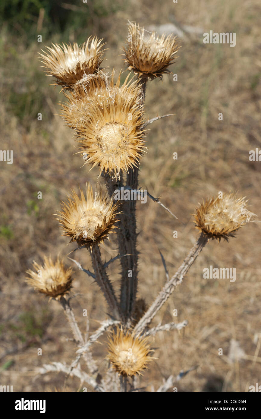 Thistle Island High Resolution Stock Photography and Images - Alamy