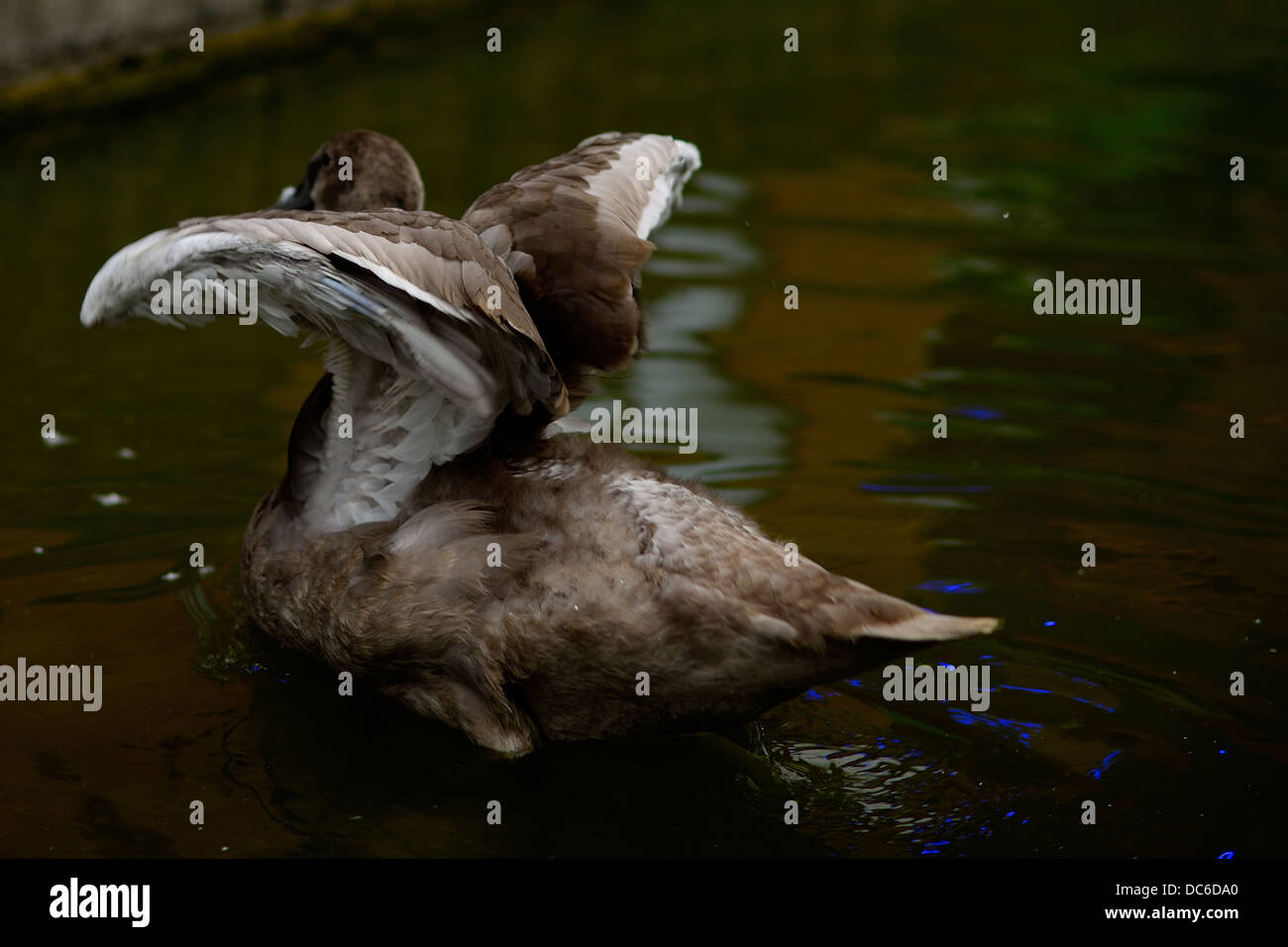 Young bird stretching hi-res stock photography and images - Alamy