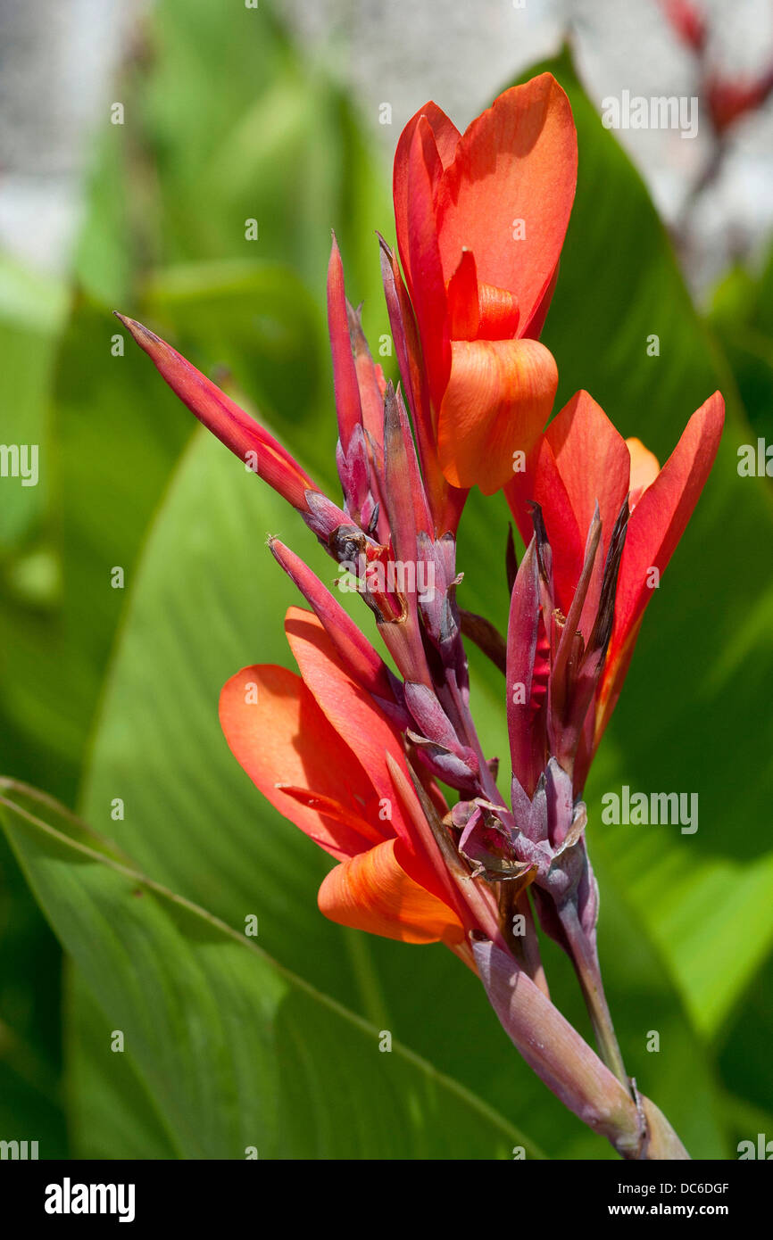 Canna hybrida hi-res stock photography and images - Alamy