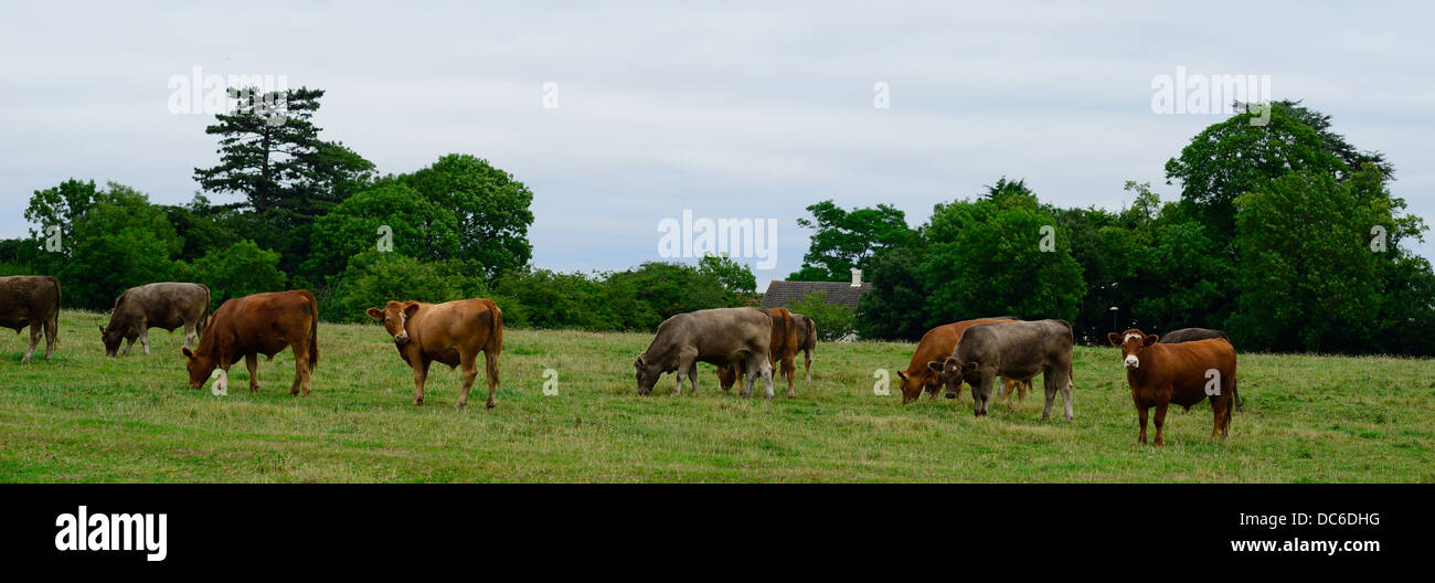 Many cows in a field grazing Stock Photo - Alamy