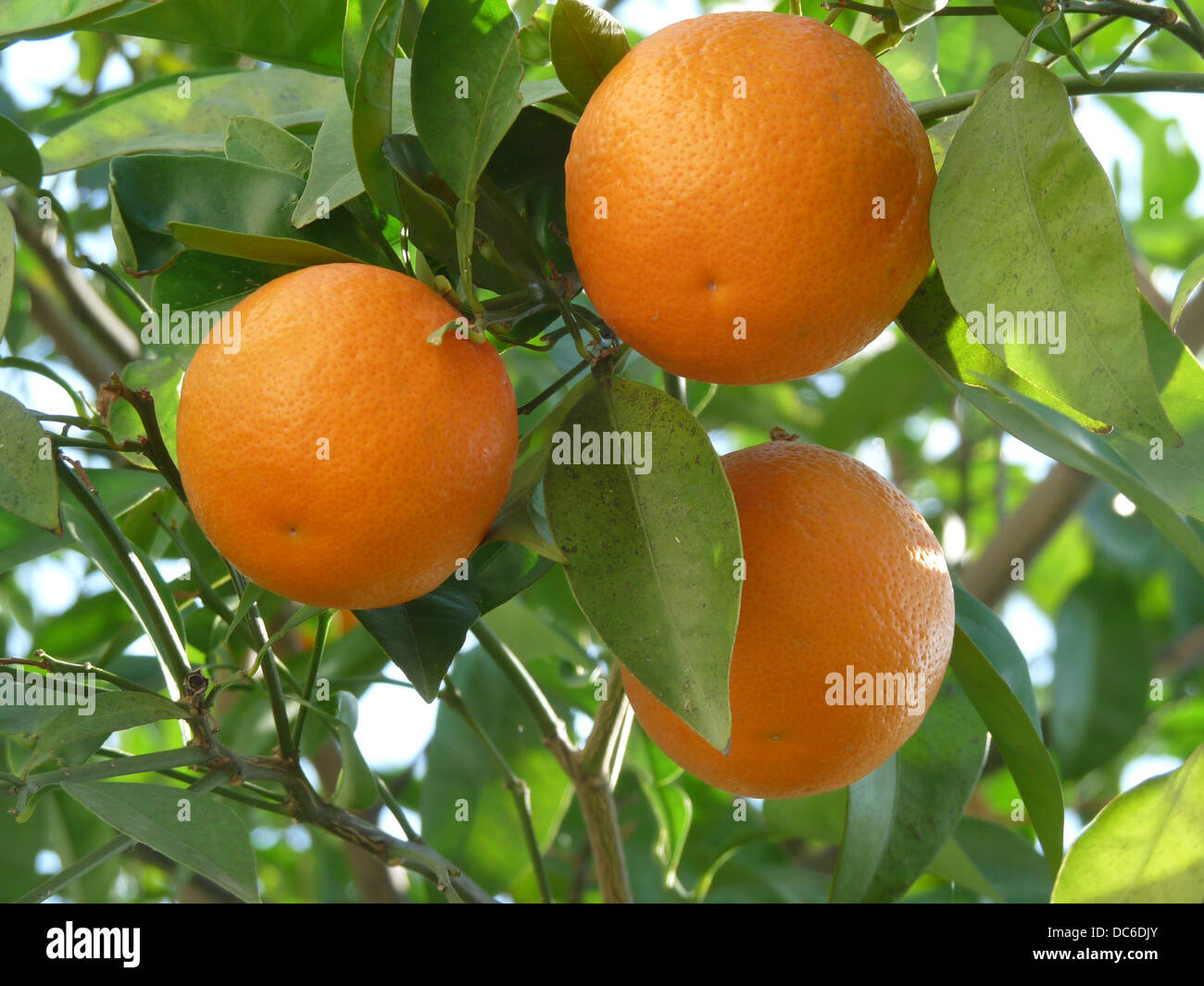 Three oranges from a tree hi-res stock photography and images - Alamy