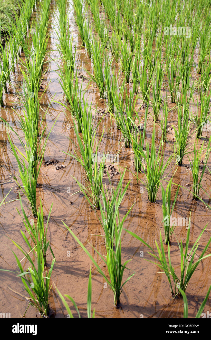 Rice stem hi-res stock photography and images - Alamy