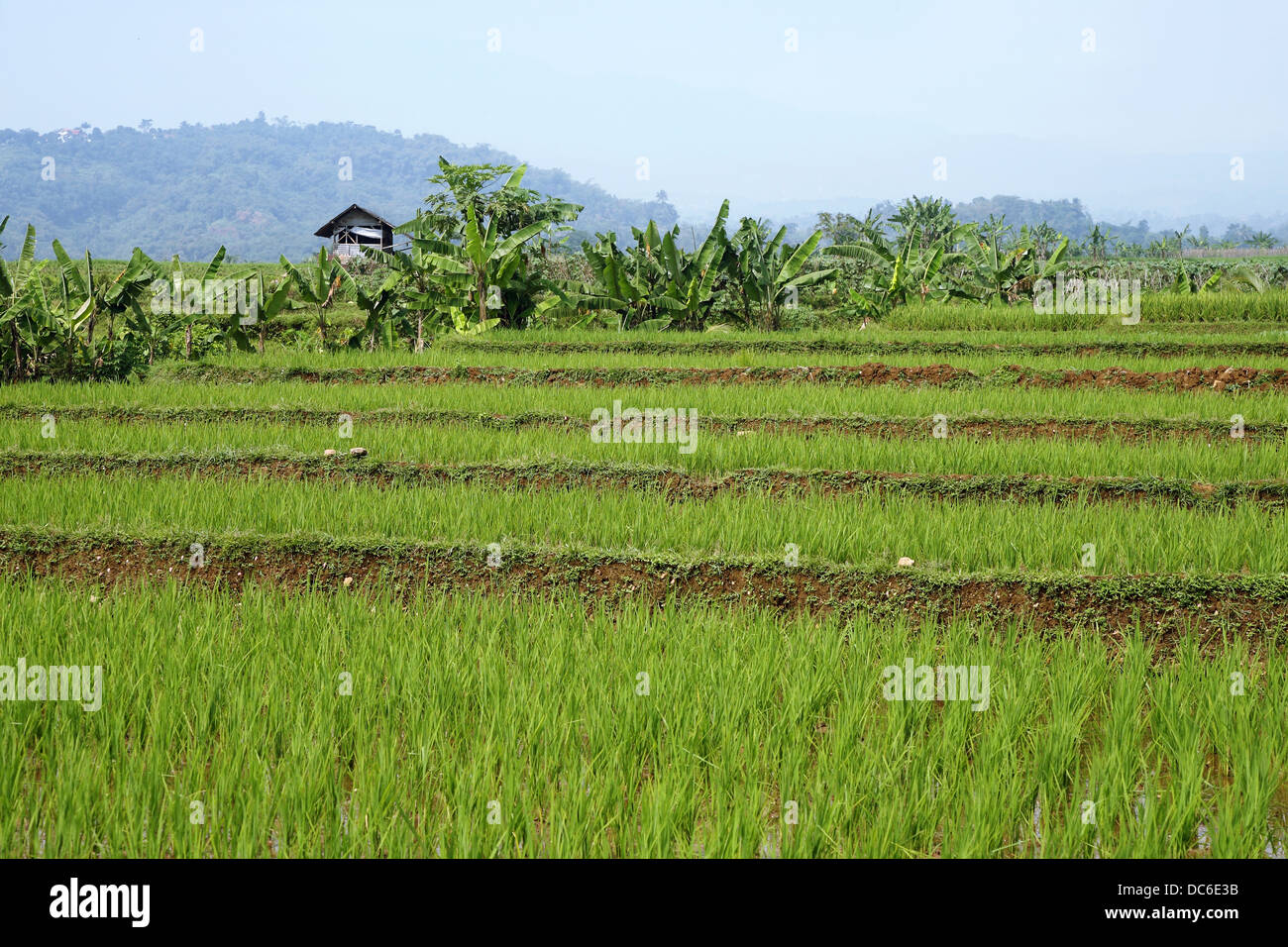 Rice stem hi-res stock photography and images - Alamy