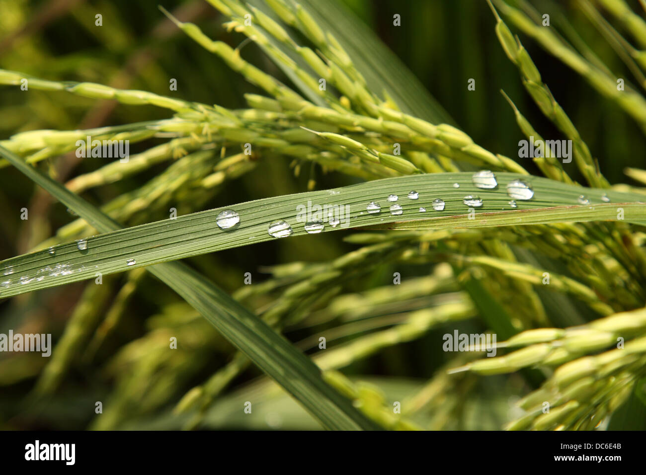 Rice stem hi-res stock photography and images - Alamy