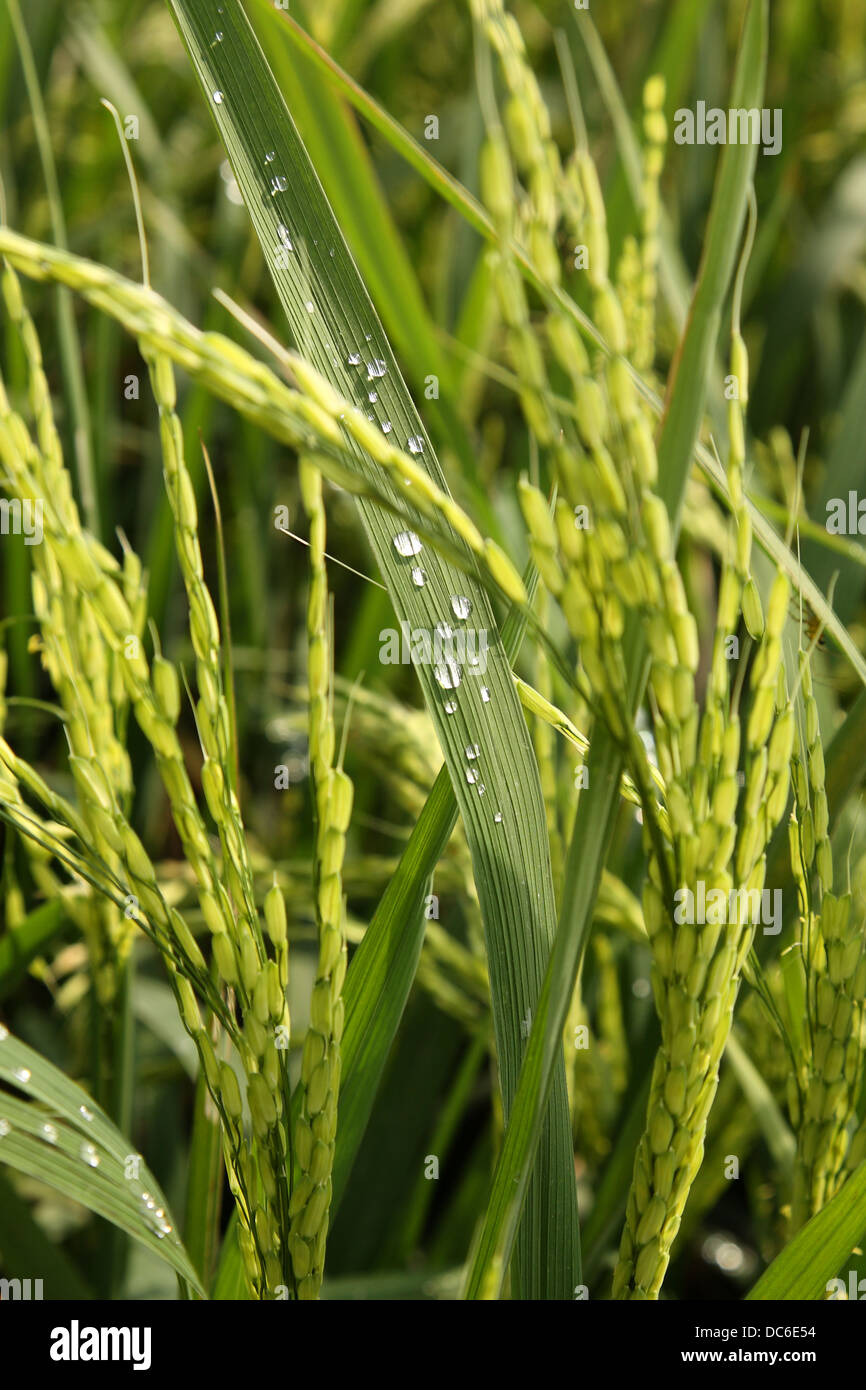 Rice stem hi-res stock photography and images - Alamy