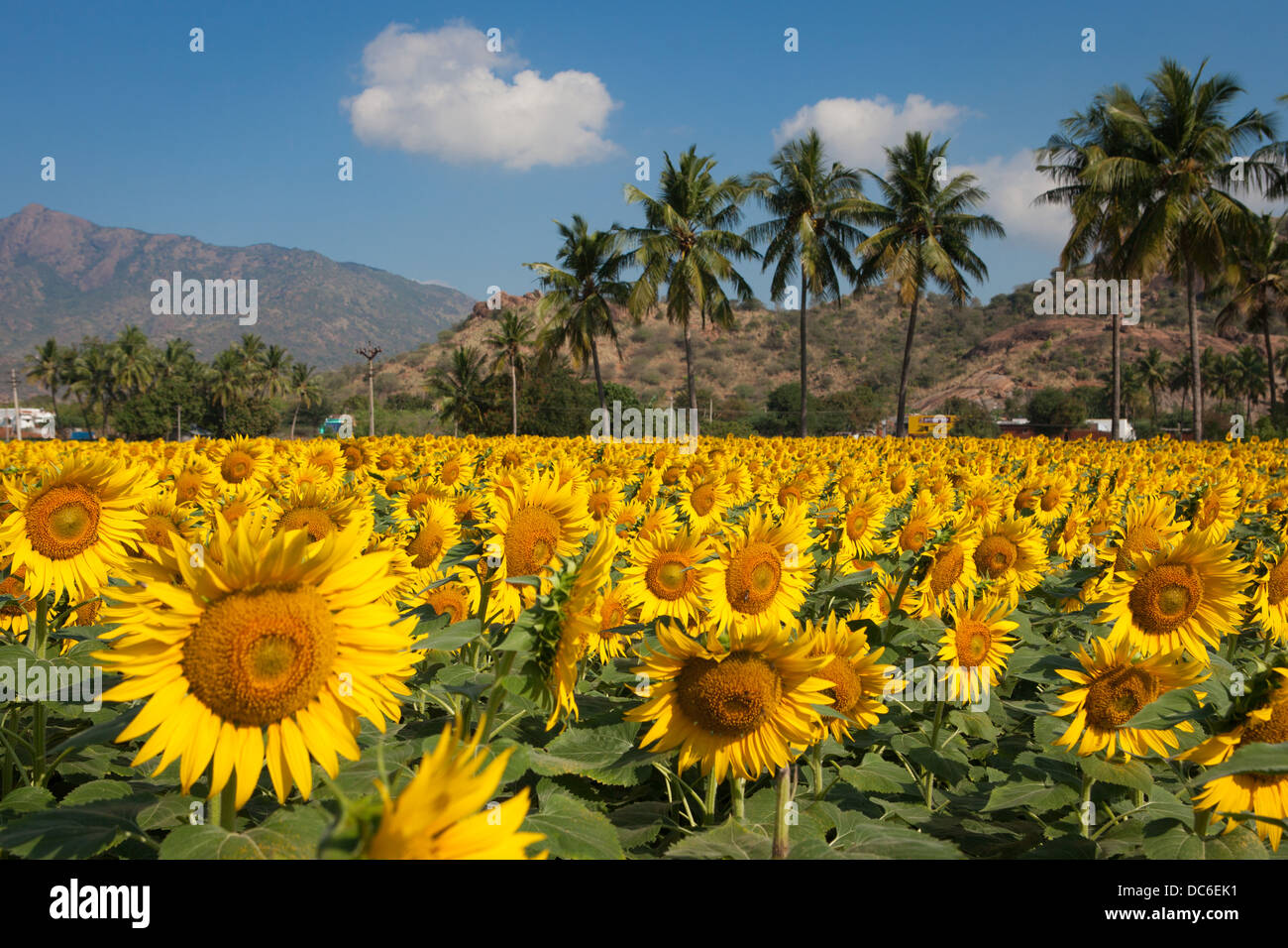 Sunflower field in Kerala. India Stock Photo - Alamy