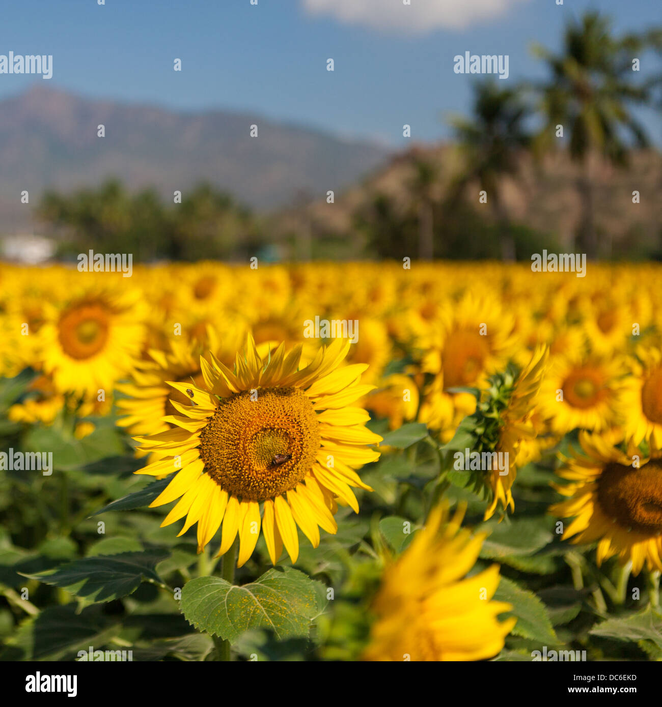 Sunflower field in Kerala. India Stock Photo - Alamy