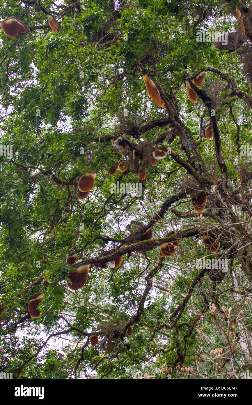 Honeycomb hanging high in trees hi-res stock photography and images - Alamy