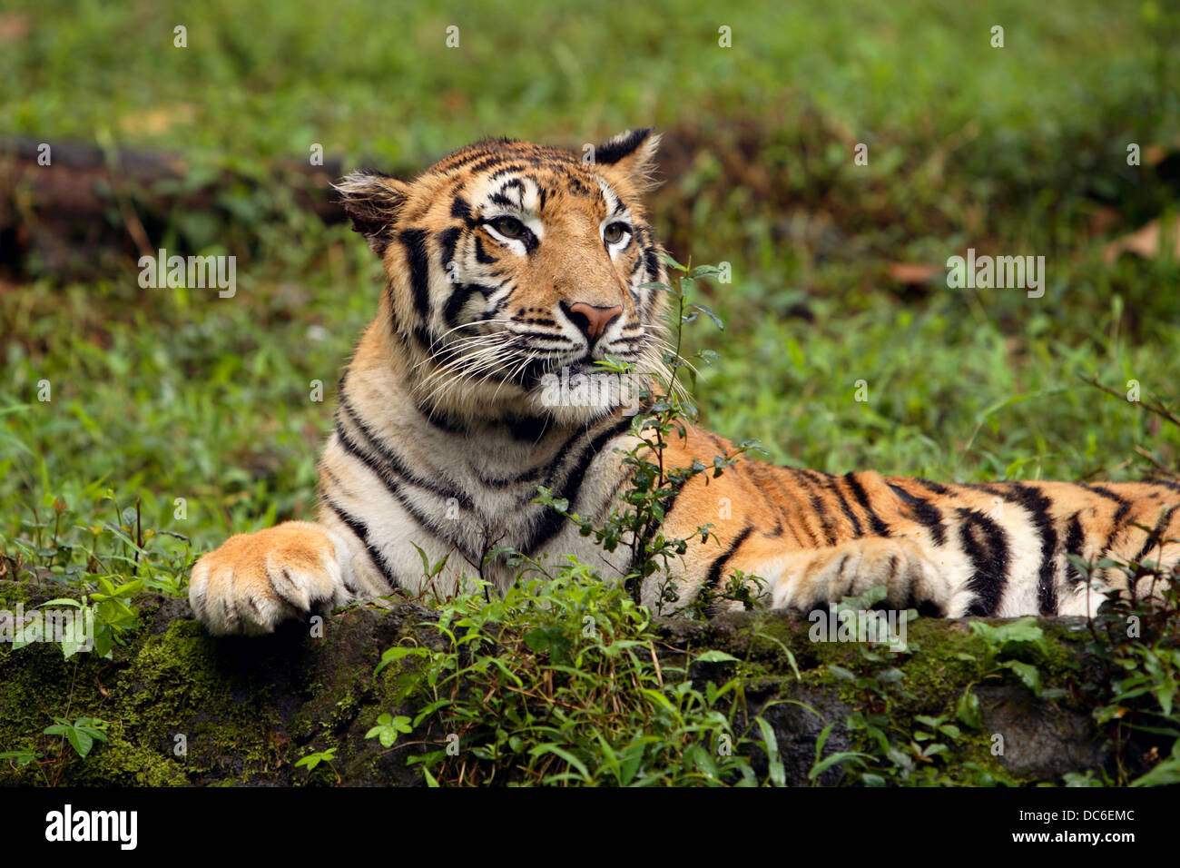Sumatran tiger predator hi-res stock photography and images - Alamy