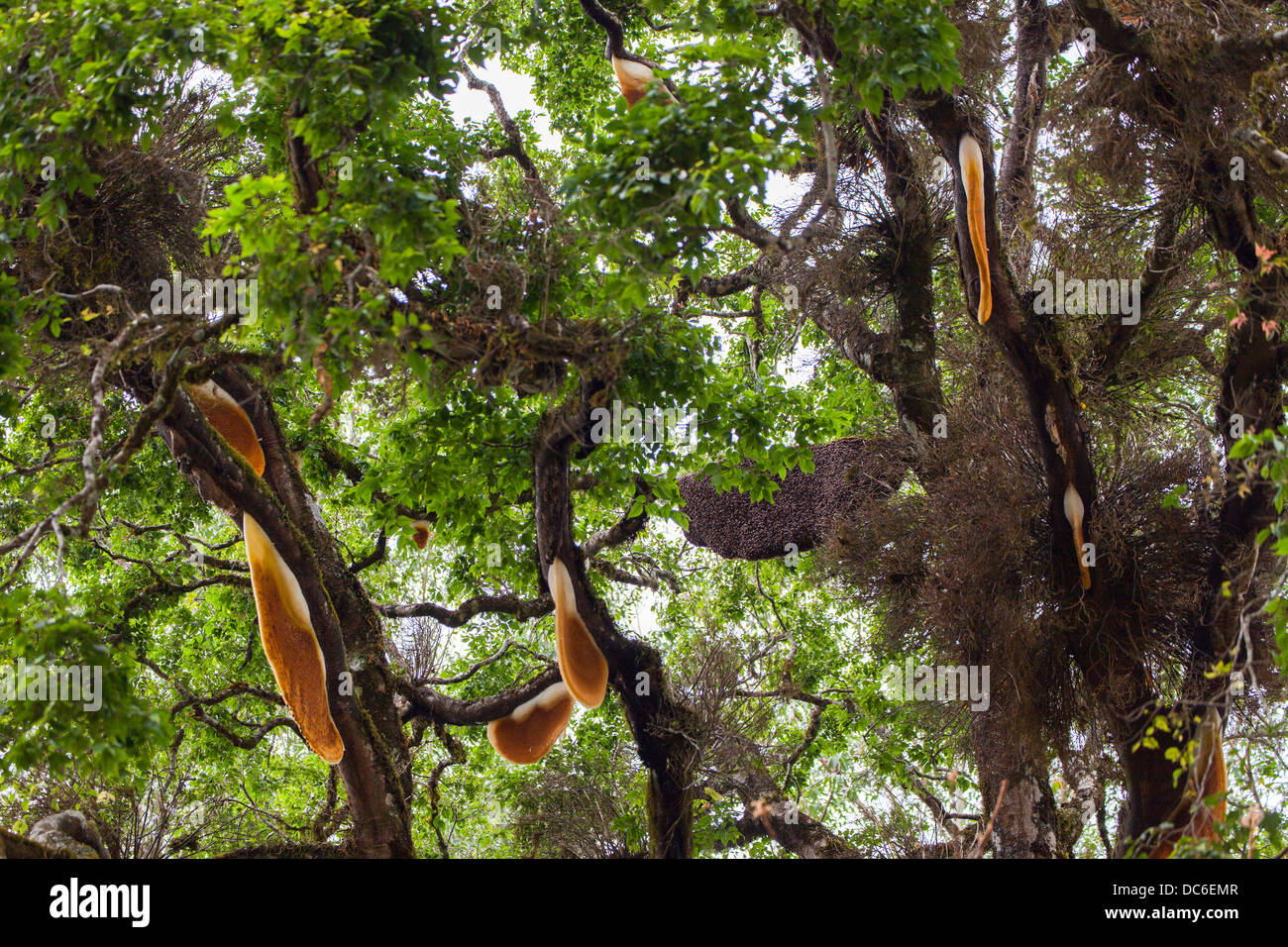 Honeycomb Hanging High In Trees High Resolution Stock Photography and ...