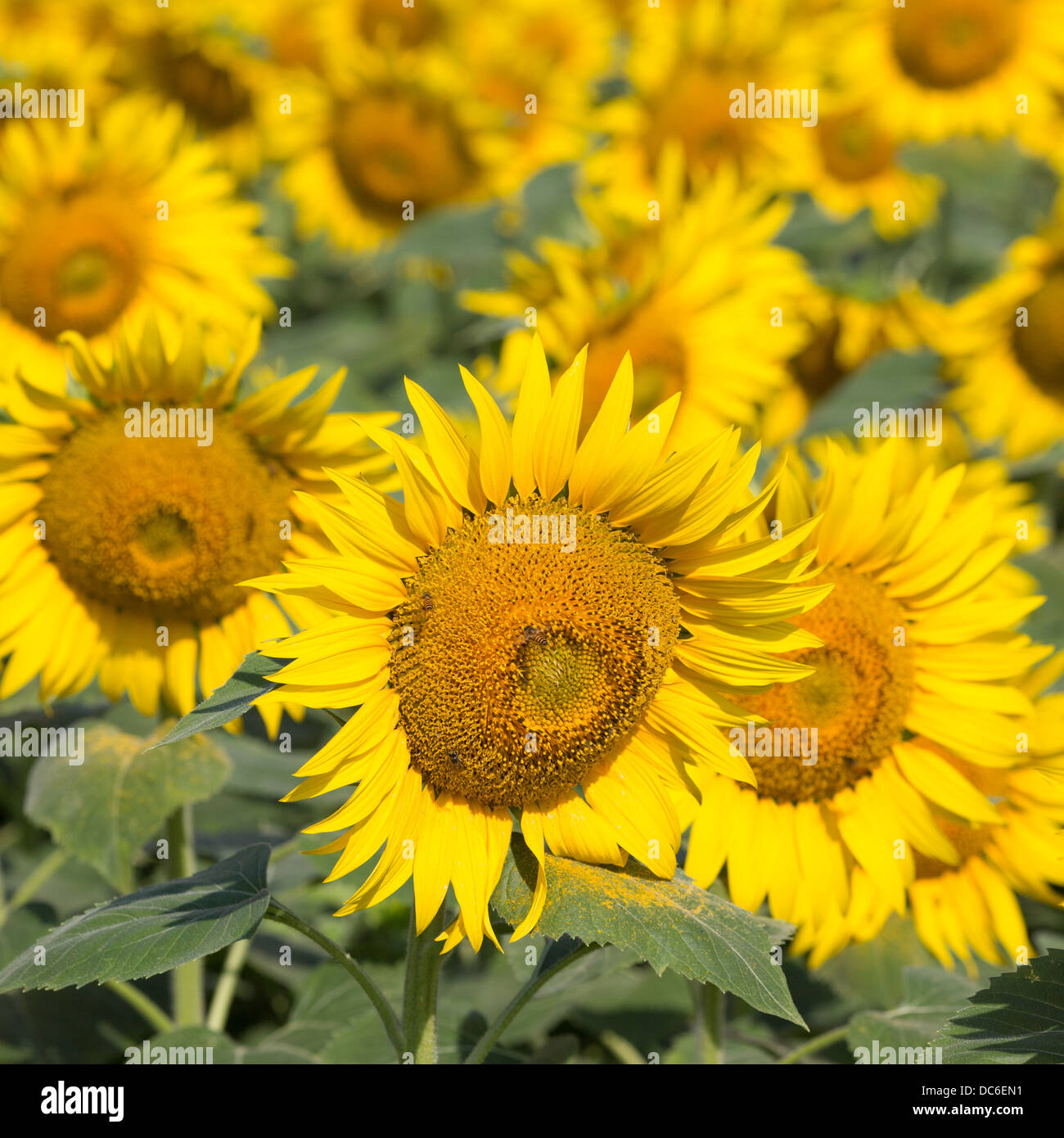 Multi head sunflower hi-res stock photography and images - Alamy