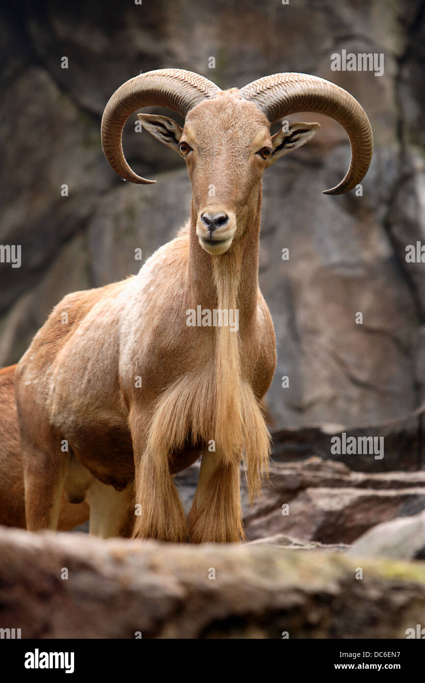 Goat Ram Horns High Resolution Stock Photography and Images - Alamy
