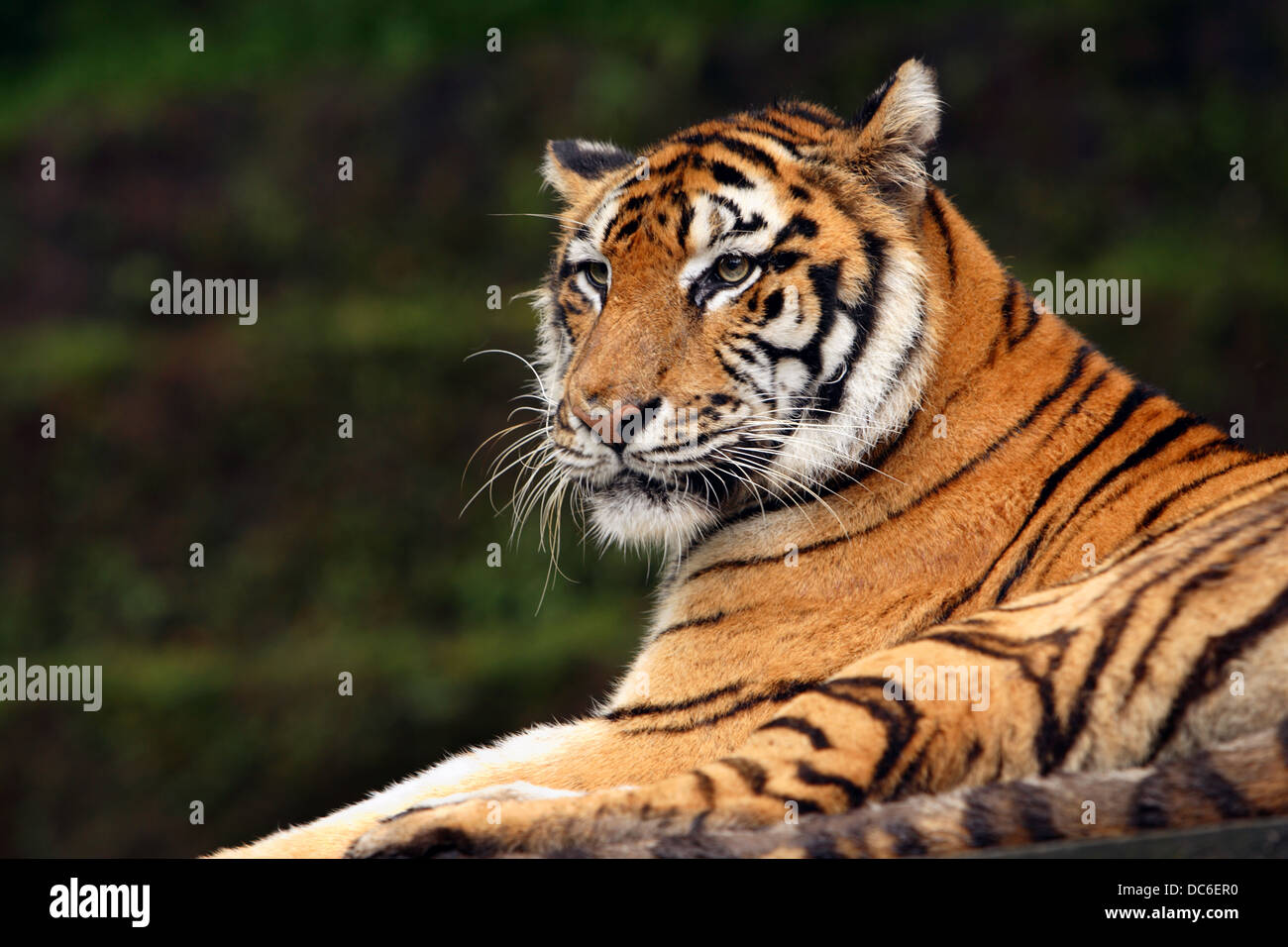 Sumatran tiger predator hi-res stock photography and images - Alamy