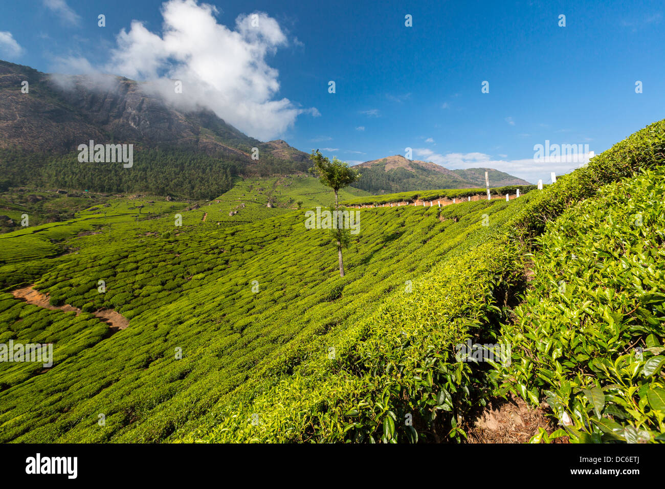 The road through plantations in India. Province Kerala Stock Photo - Alamy