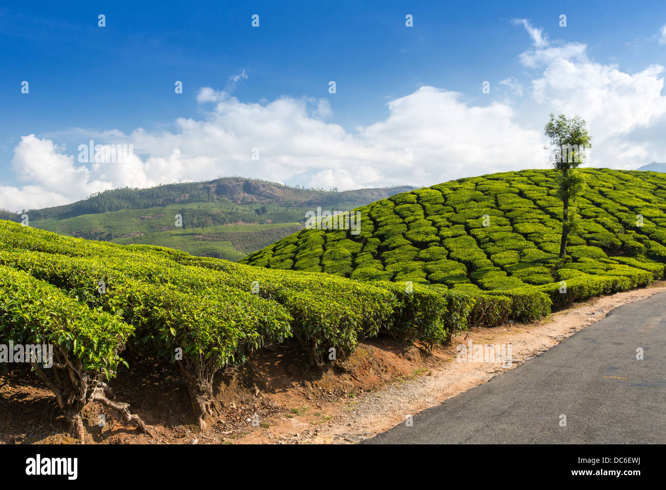 The road through plantations in India. Province Kerala Stock Photo - Alamy